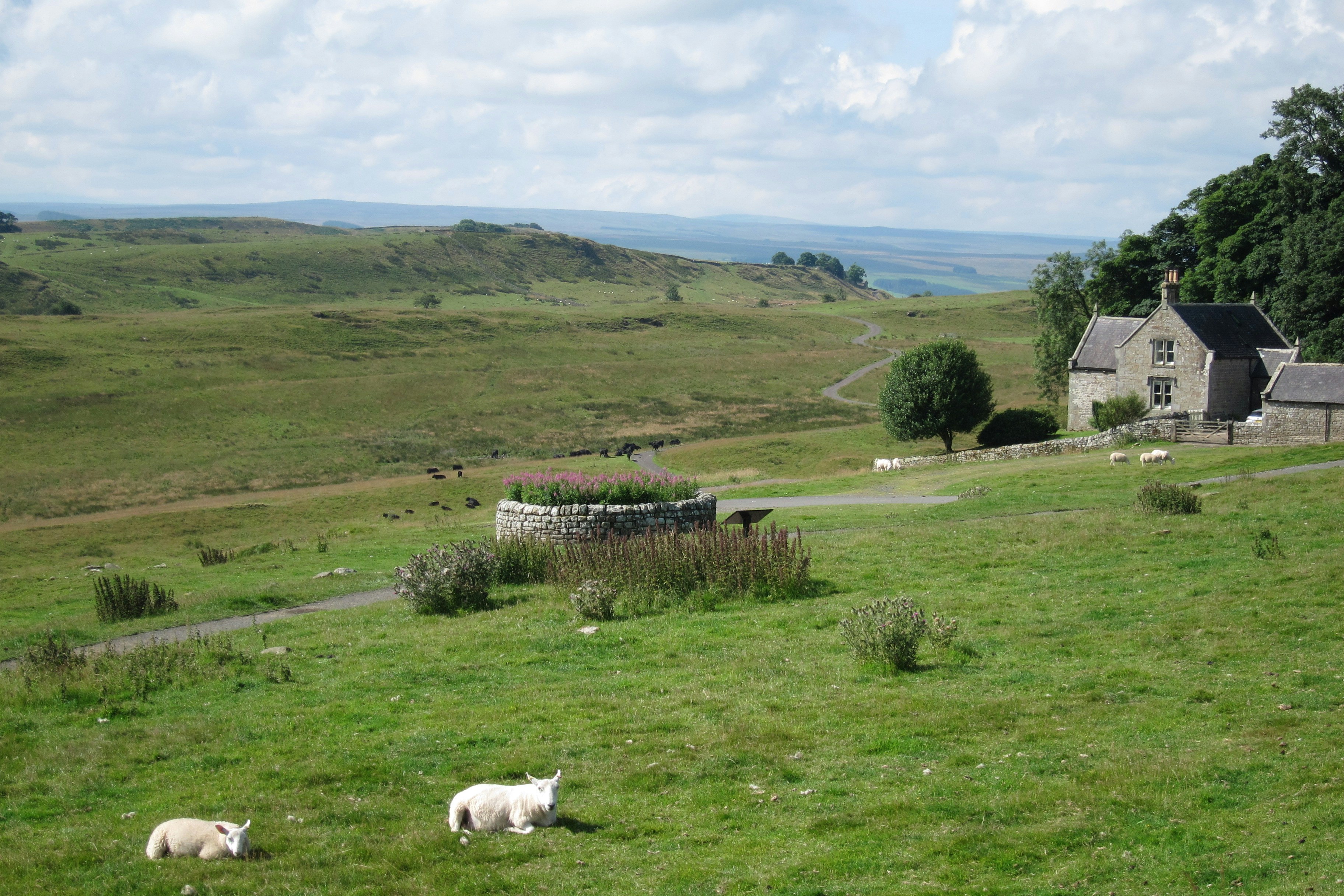 Stone cottage sits on a gentle hill as sheep graze a lush pasture, with rolling fields and a distant horizon under a cloudy sky.