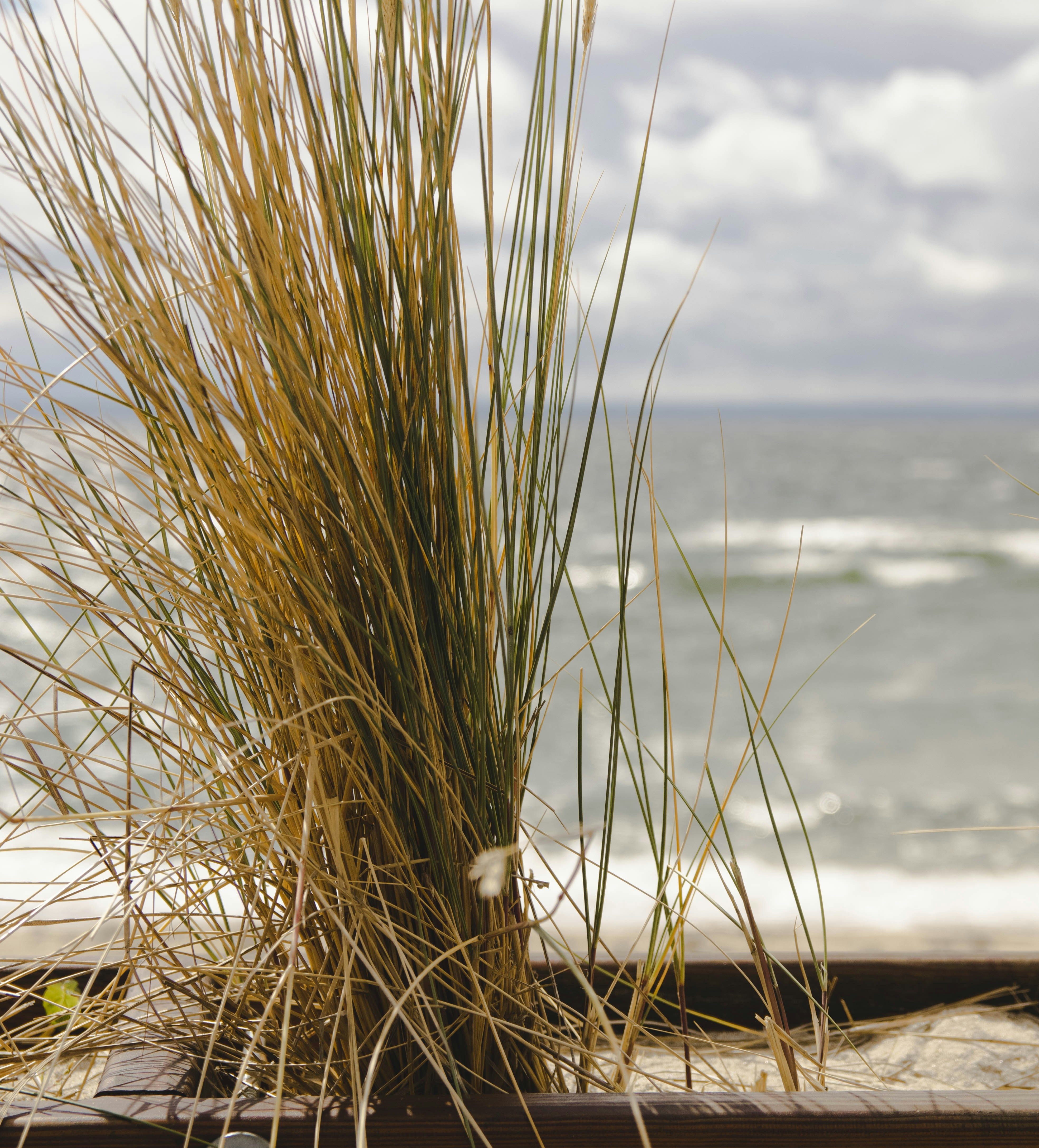 brown wheat near body of water during daytime