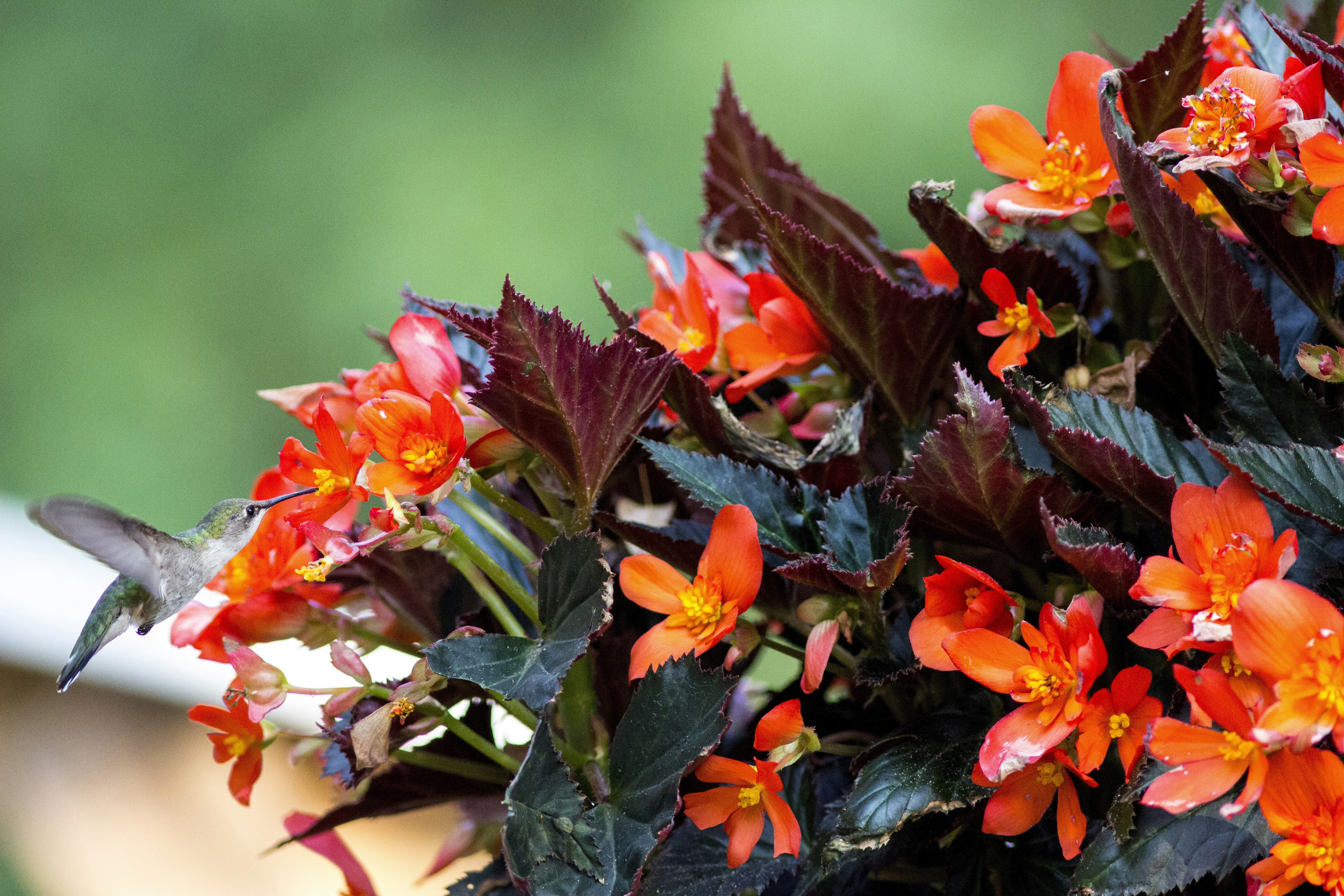 Flaming Florals: Vivid Orange Blooms Against a Quiet Green Backdrop