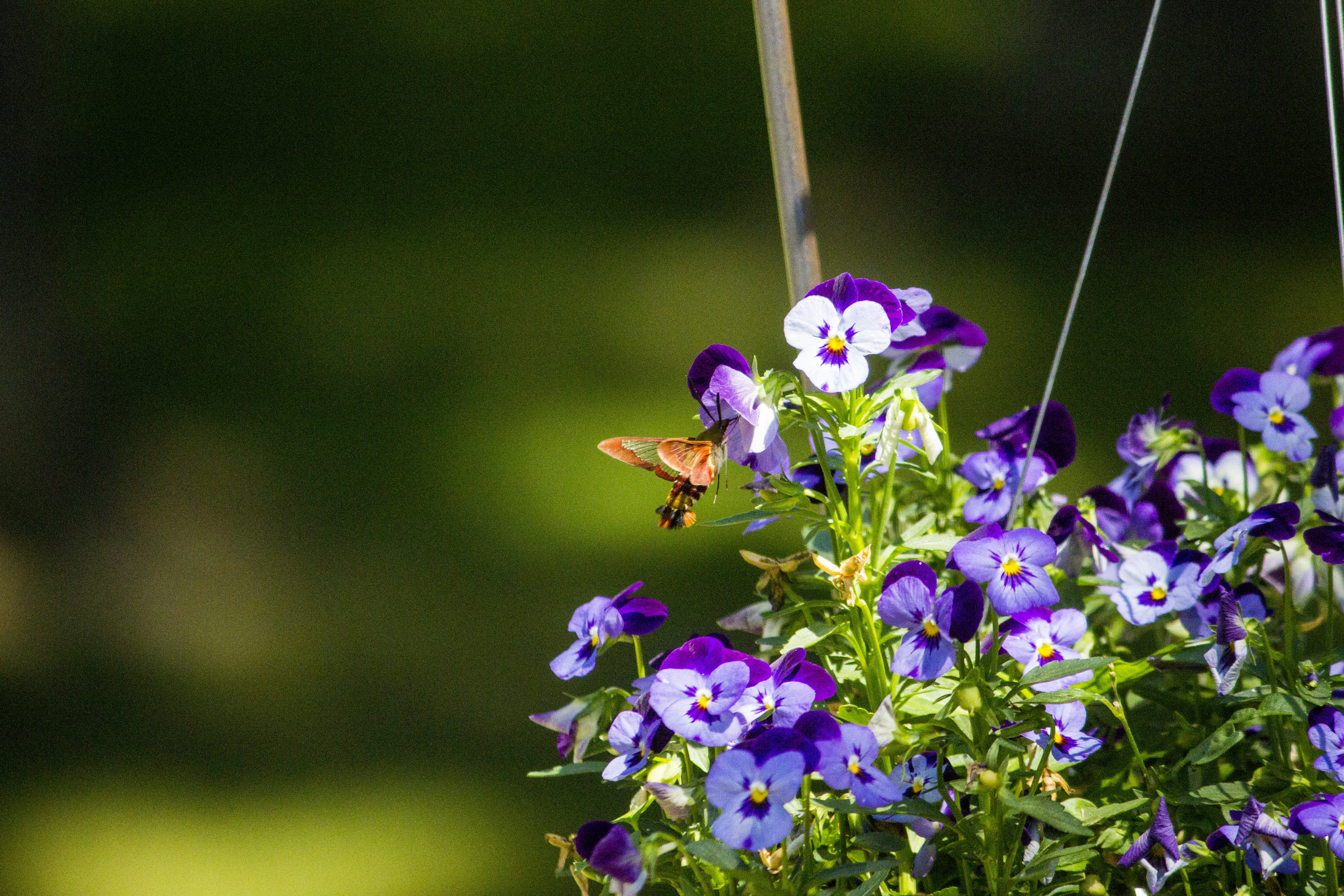 Hovering Hummingbird Moth Among Purple Pansies