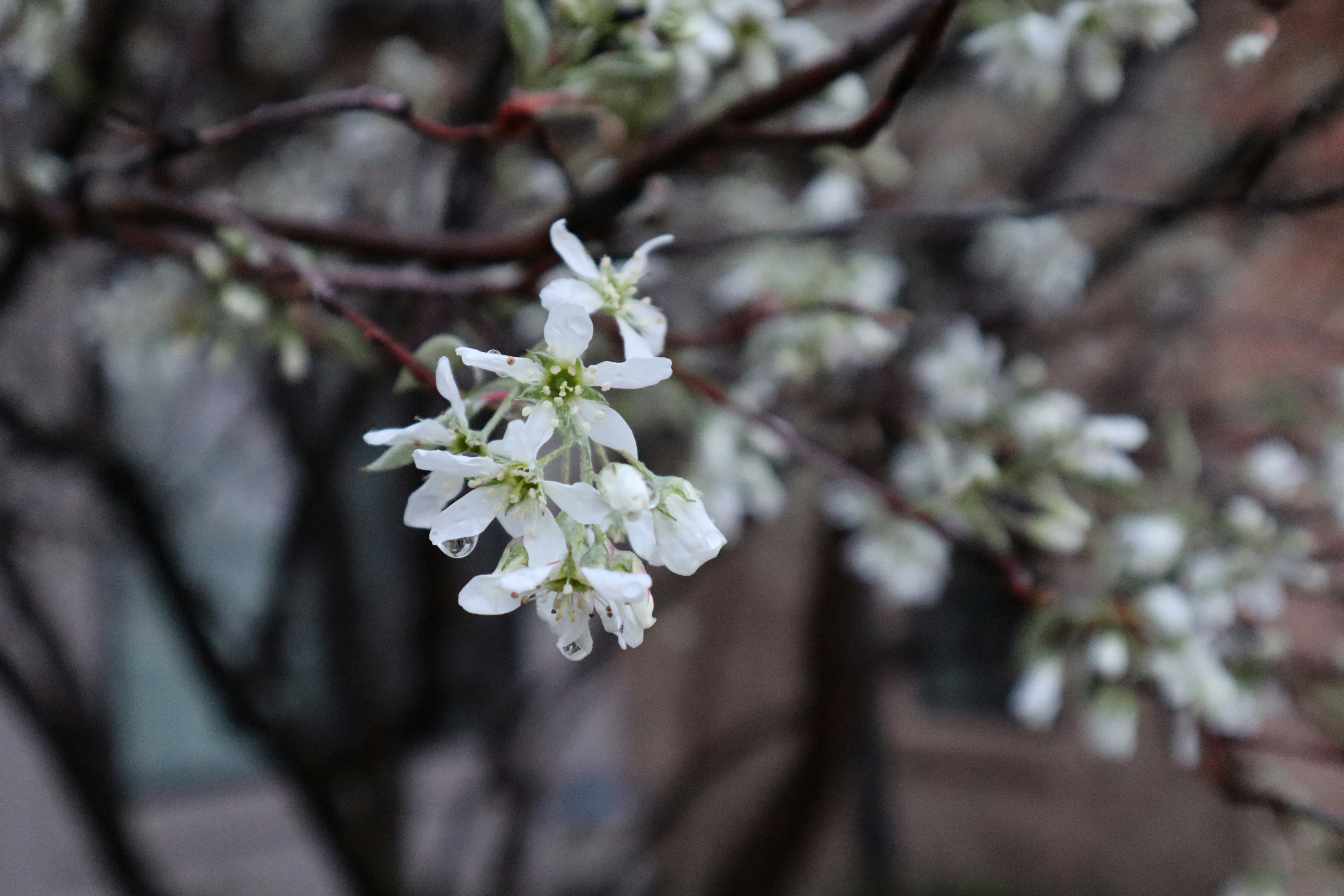 Fragile White on a Quiet Branch: Spring Bloom in Soft Focus