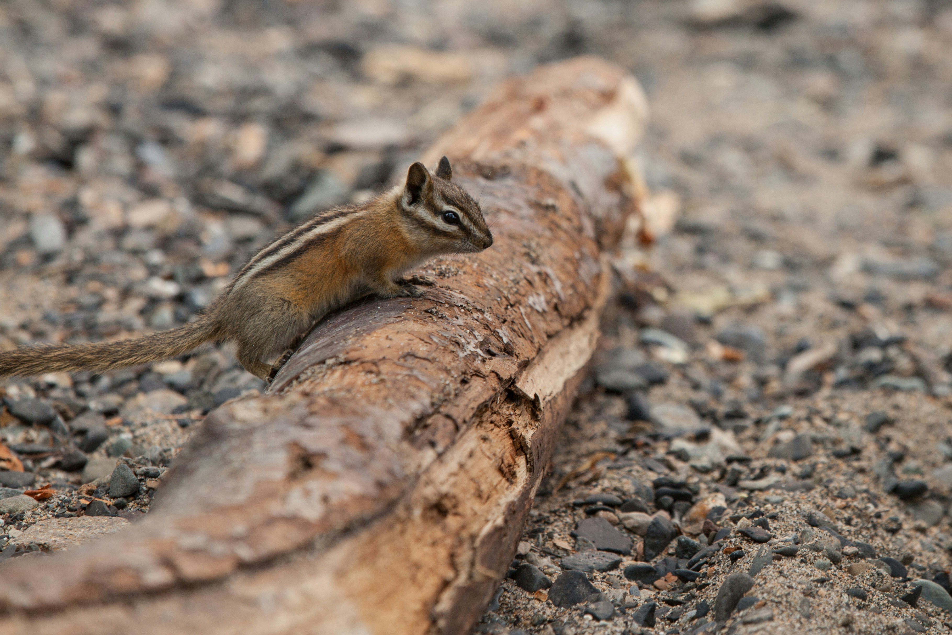 Driftwood Sentinel: a chipmunk on weathered log amid a pebbled shoreline