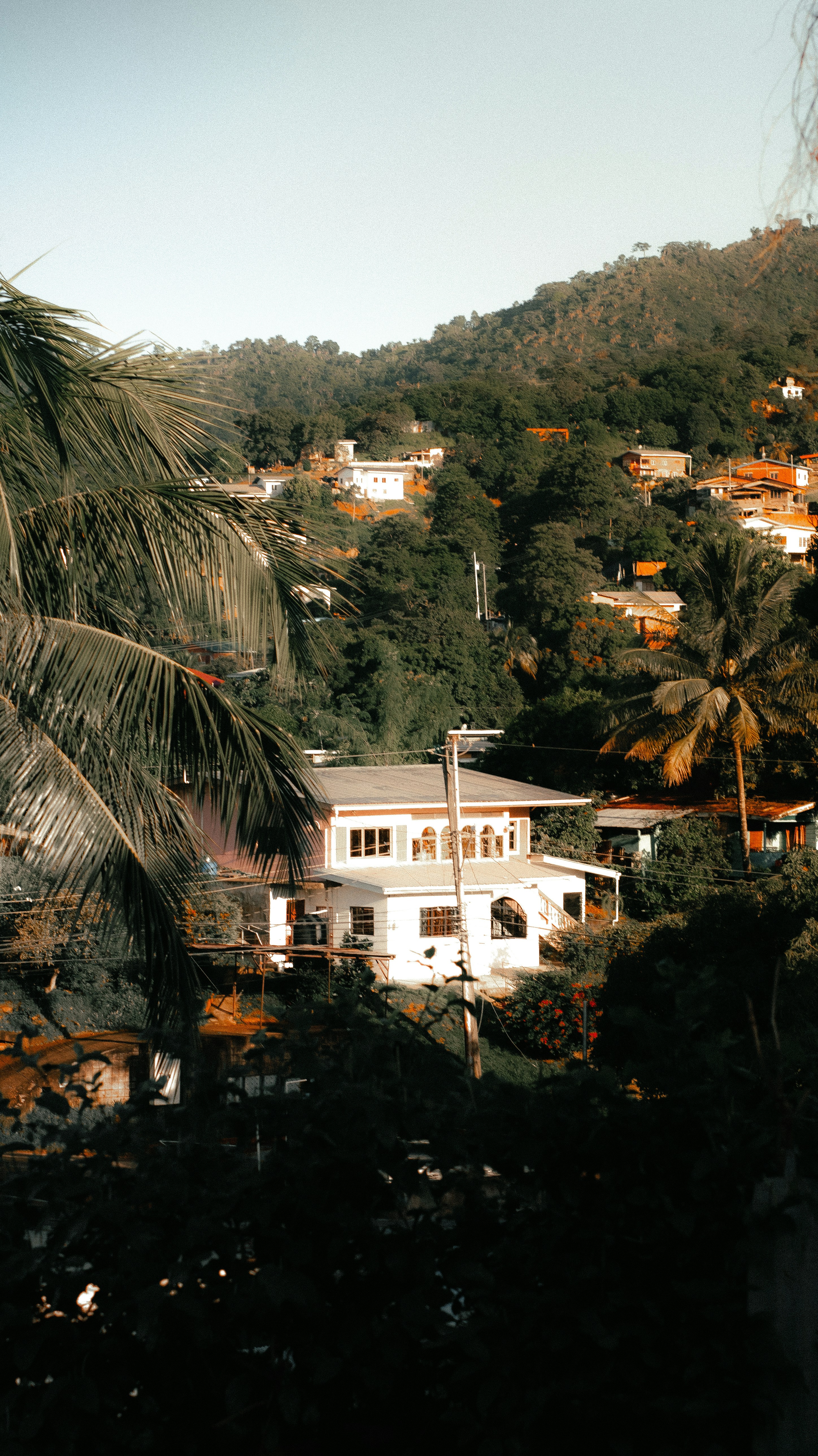Lush hillside dotted with colorful homes surrounded by palm trees, showcasing a vibrant community nestled in nature.