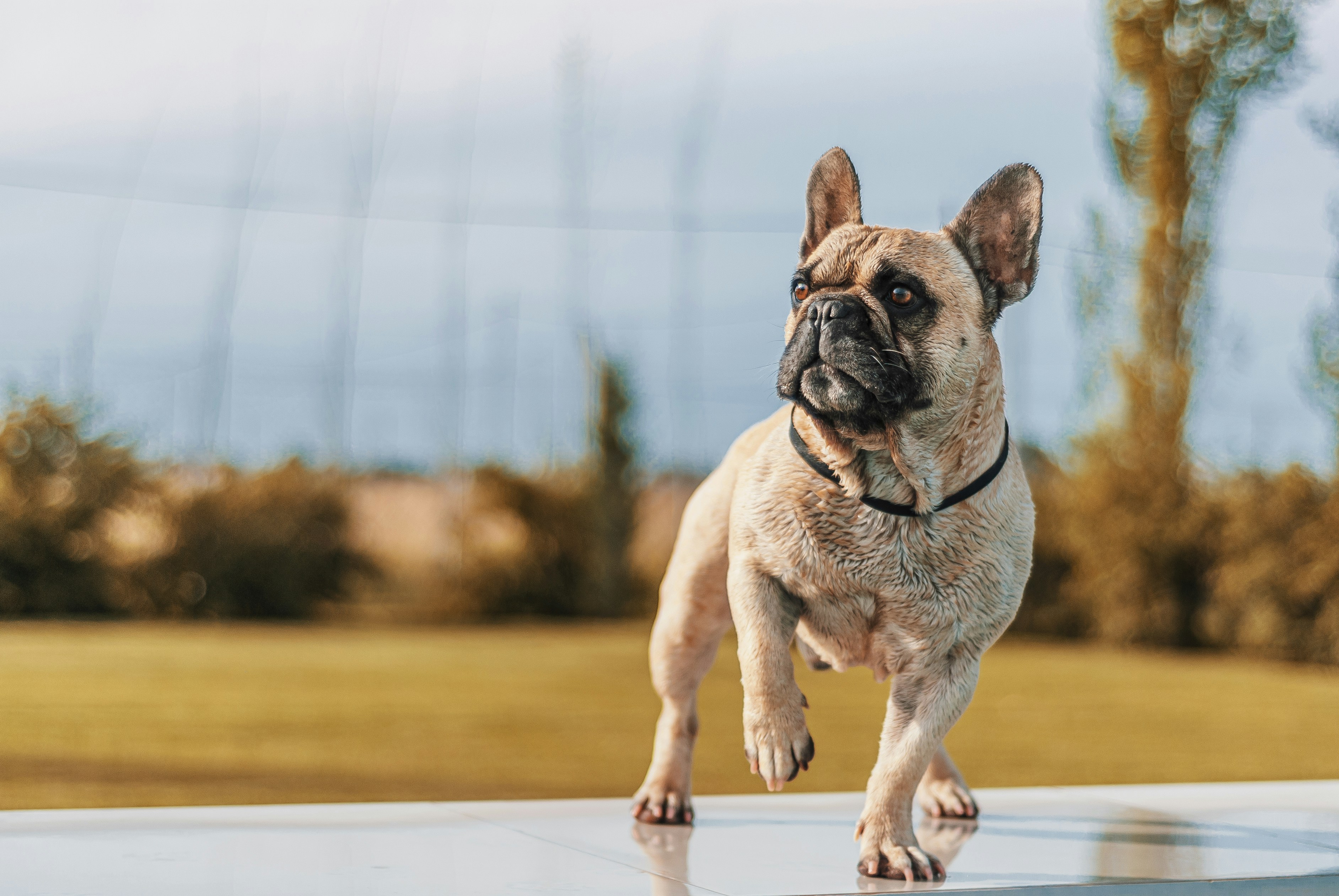 French Bulldog confidently striding across a bright outdoor setting, showcasing its playful demeanor. The background features lush greenery and a clear sky.