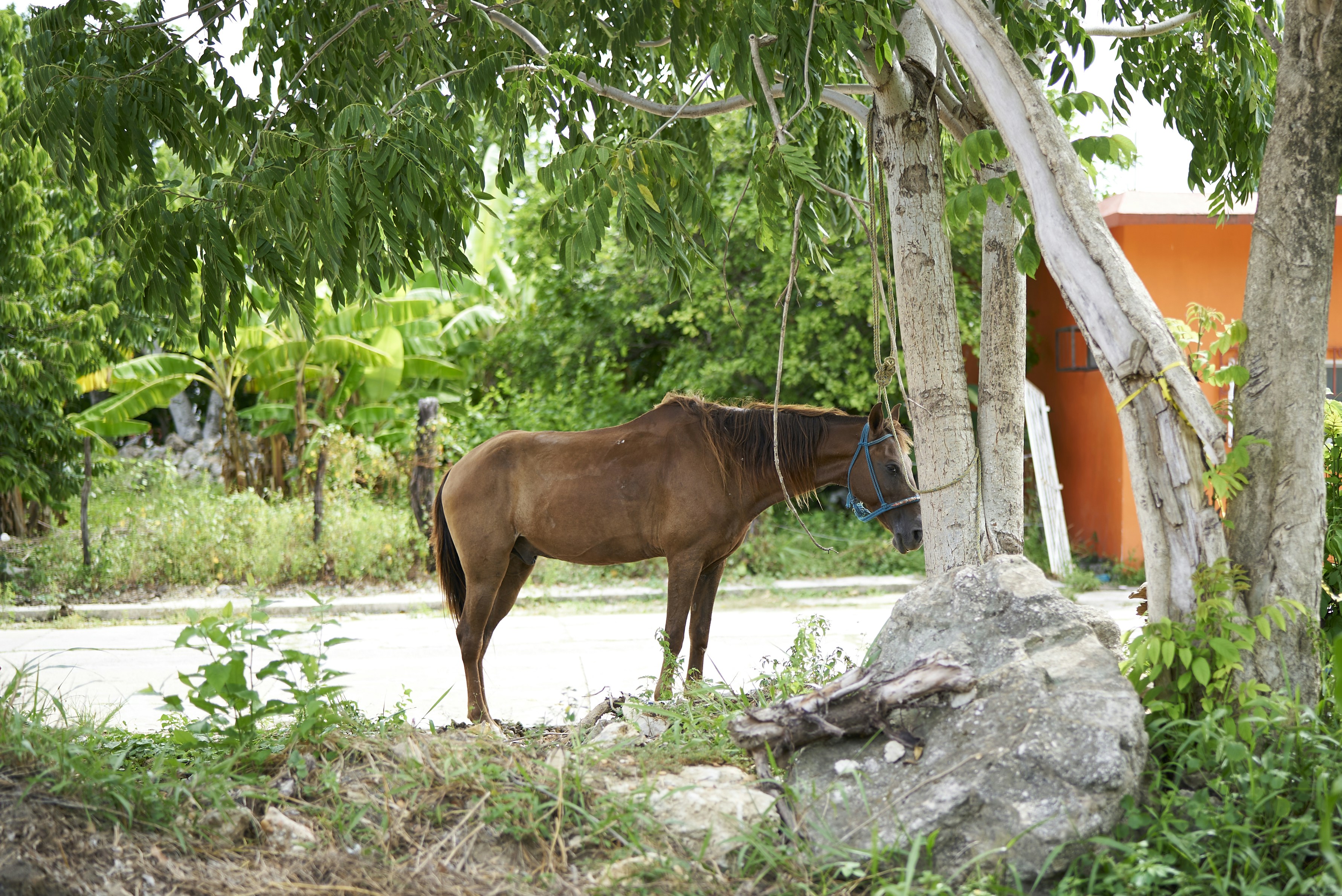 brown horse on gray rock