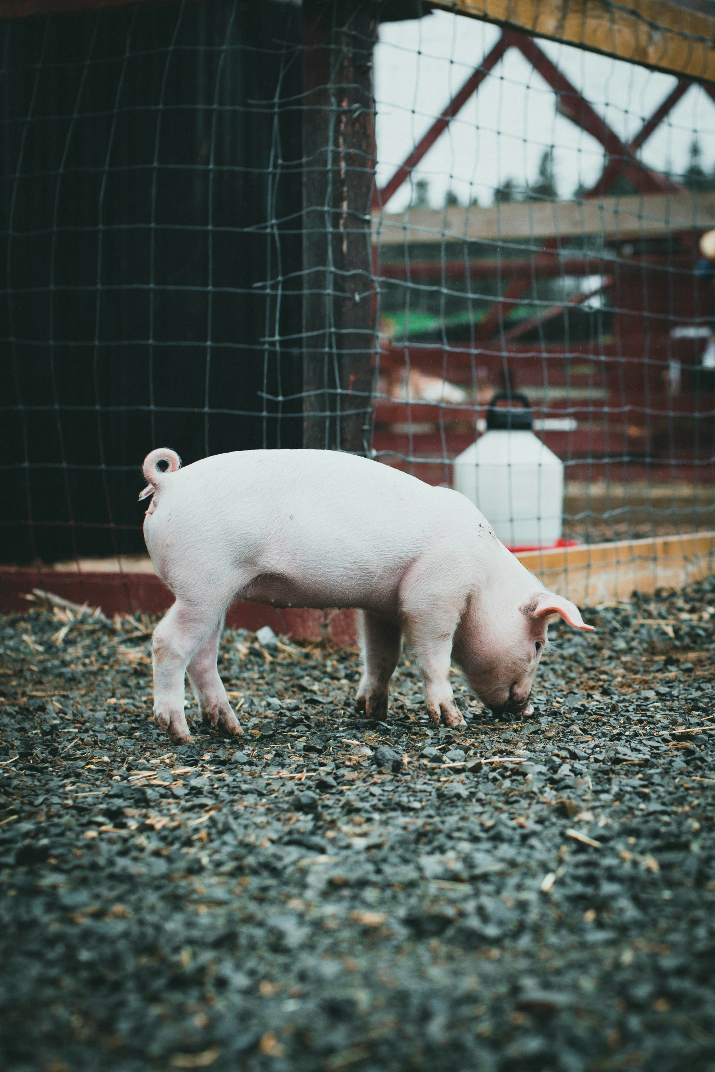Piglet at the Gravel Edge: a pale forager beside the farmyard fence