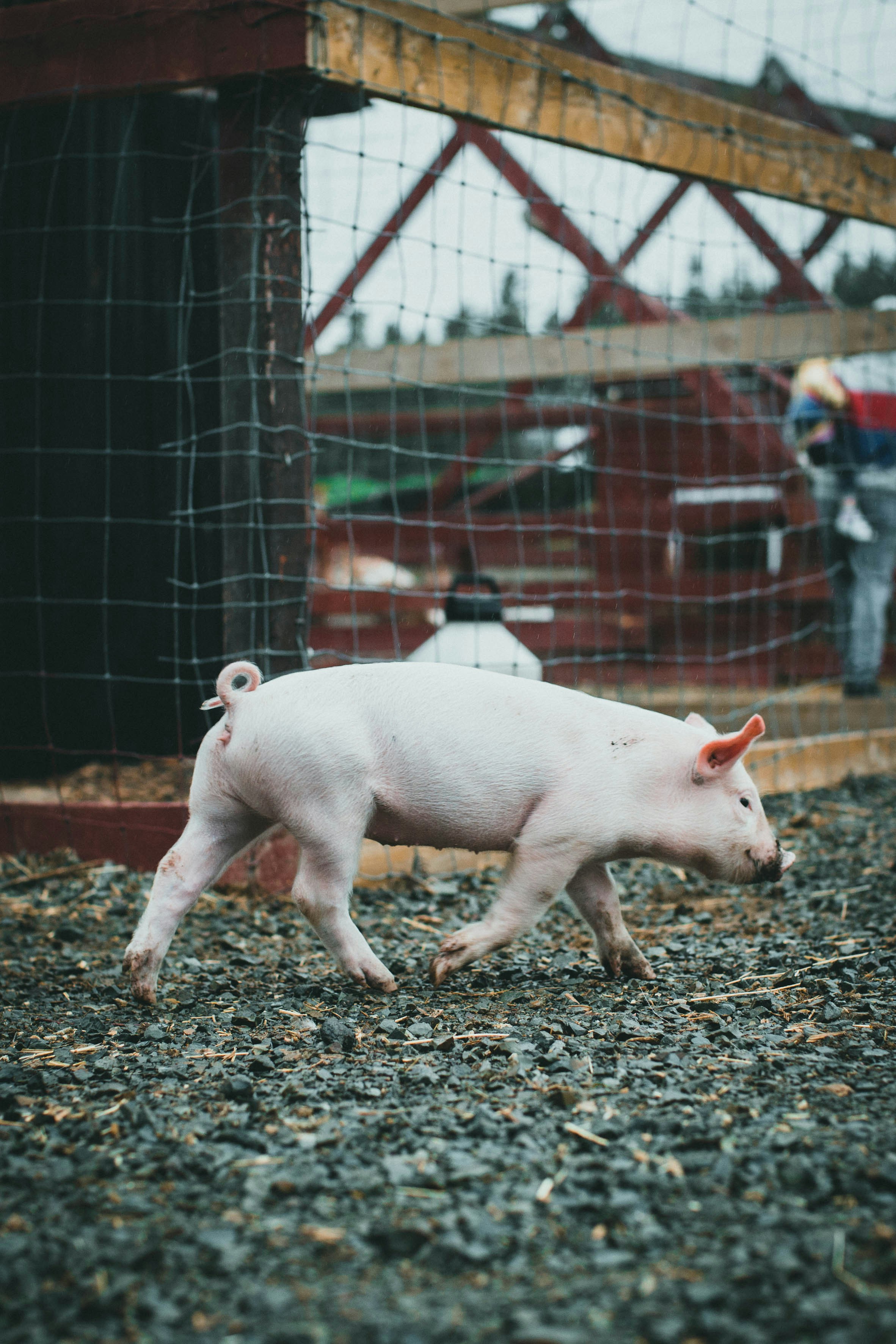 Foto zum Thema Weißes Schwein auf braunem Boden – Kostenloses Bild zu ...