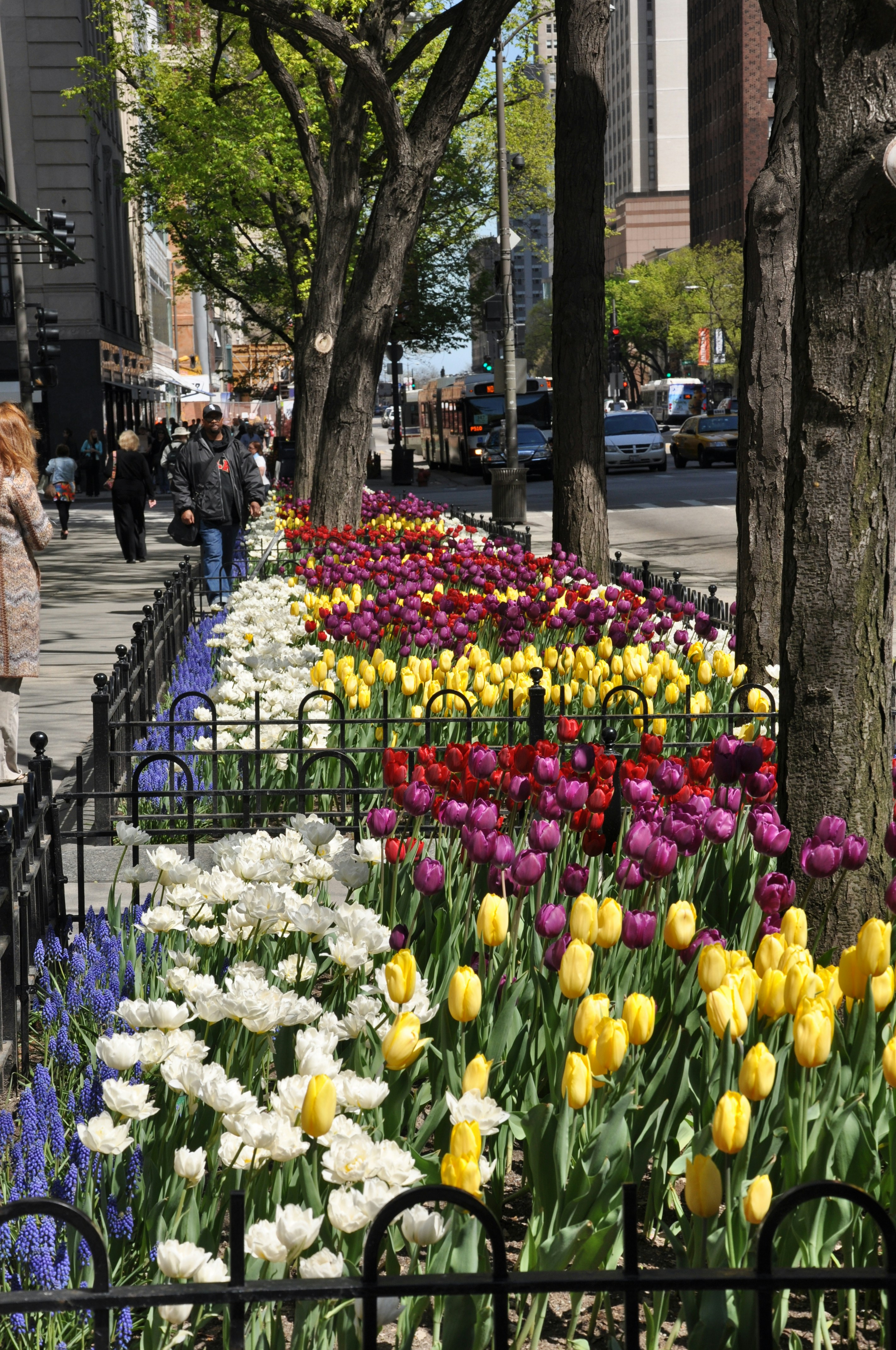 Tulip Boulevard: City Sidewalk Garden in Bloom