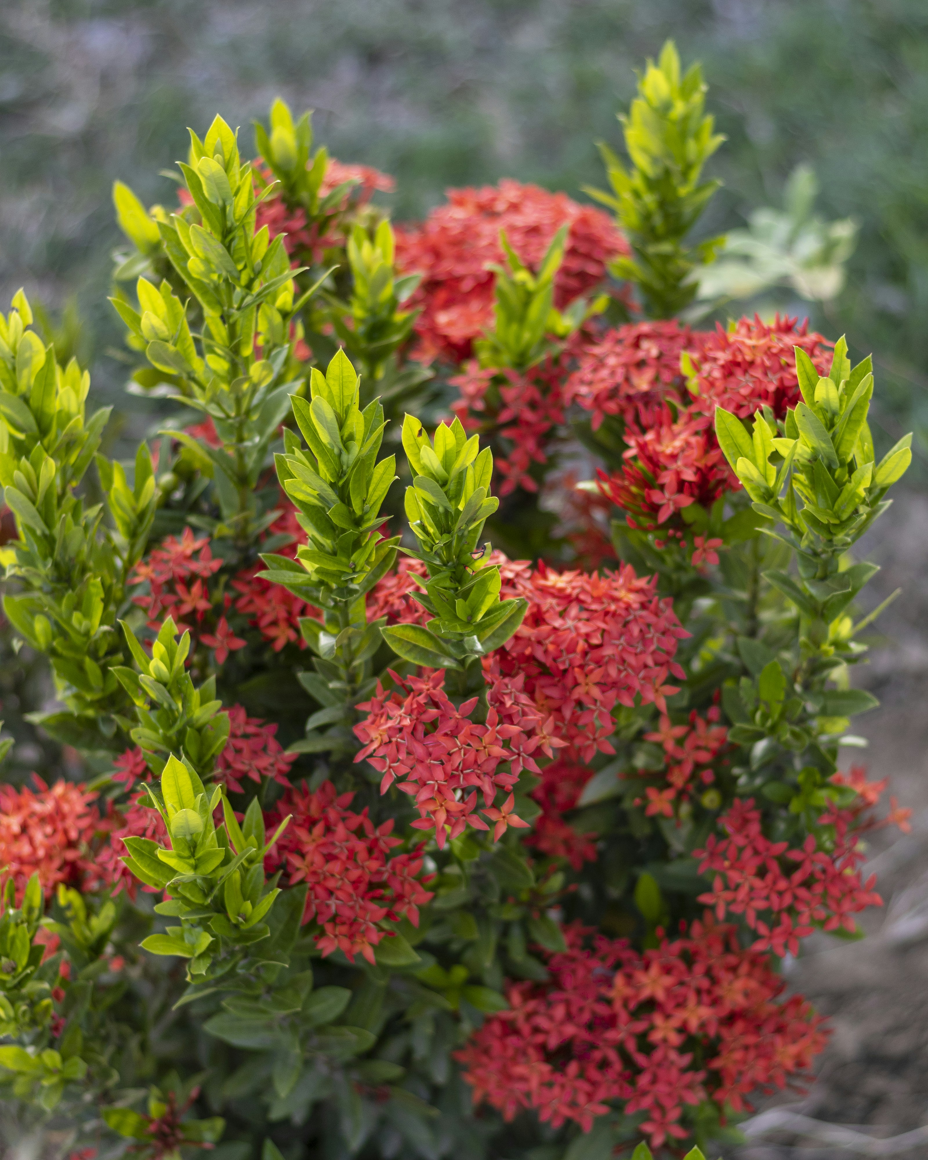 Crimson Ixora Clusters Amid Bright Lime Foliage