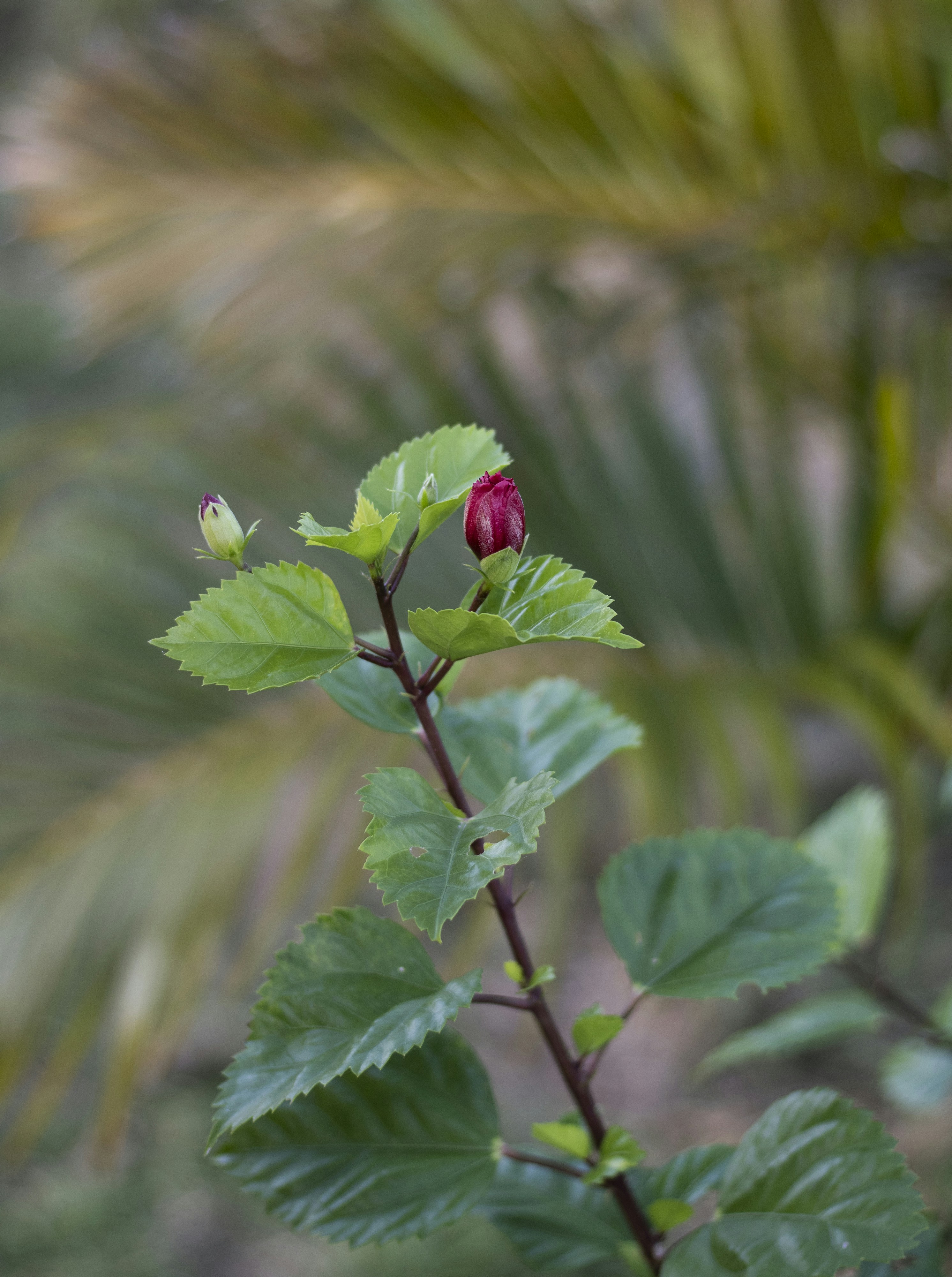 Crimson Rosebud on a Thorny Stem in a Dreamy Garden Blur