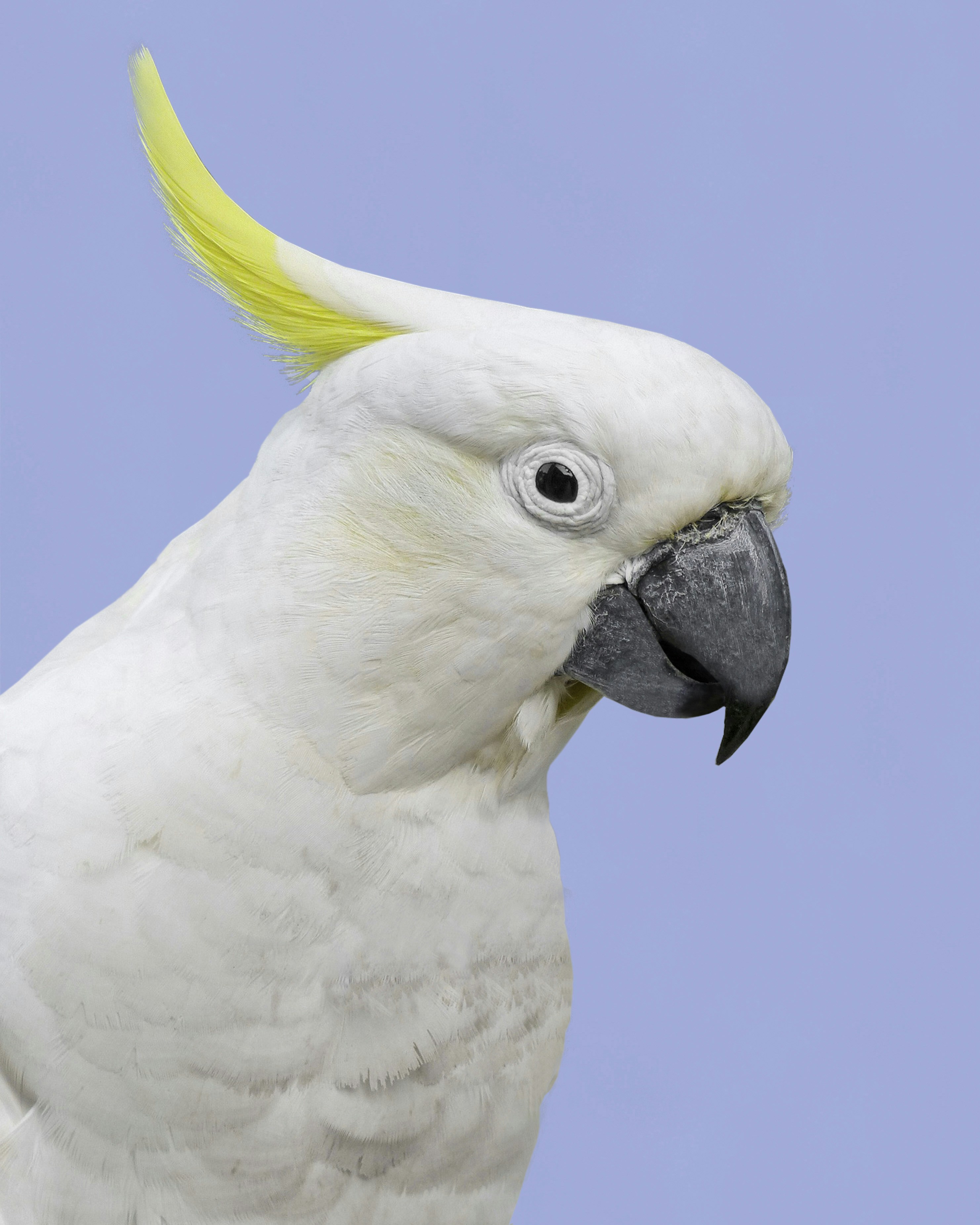 Close-up of a white cockatoo with a striking yellow crest against a soft blue backdrop.