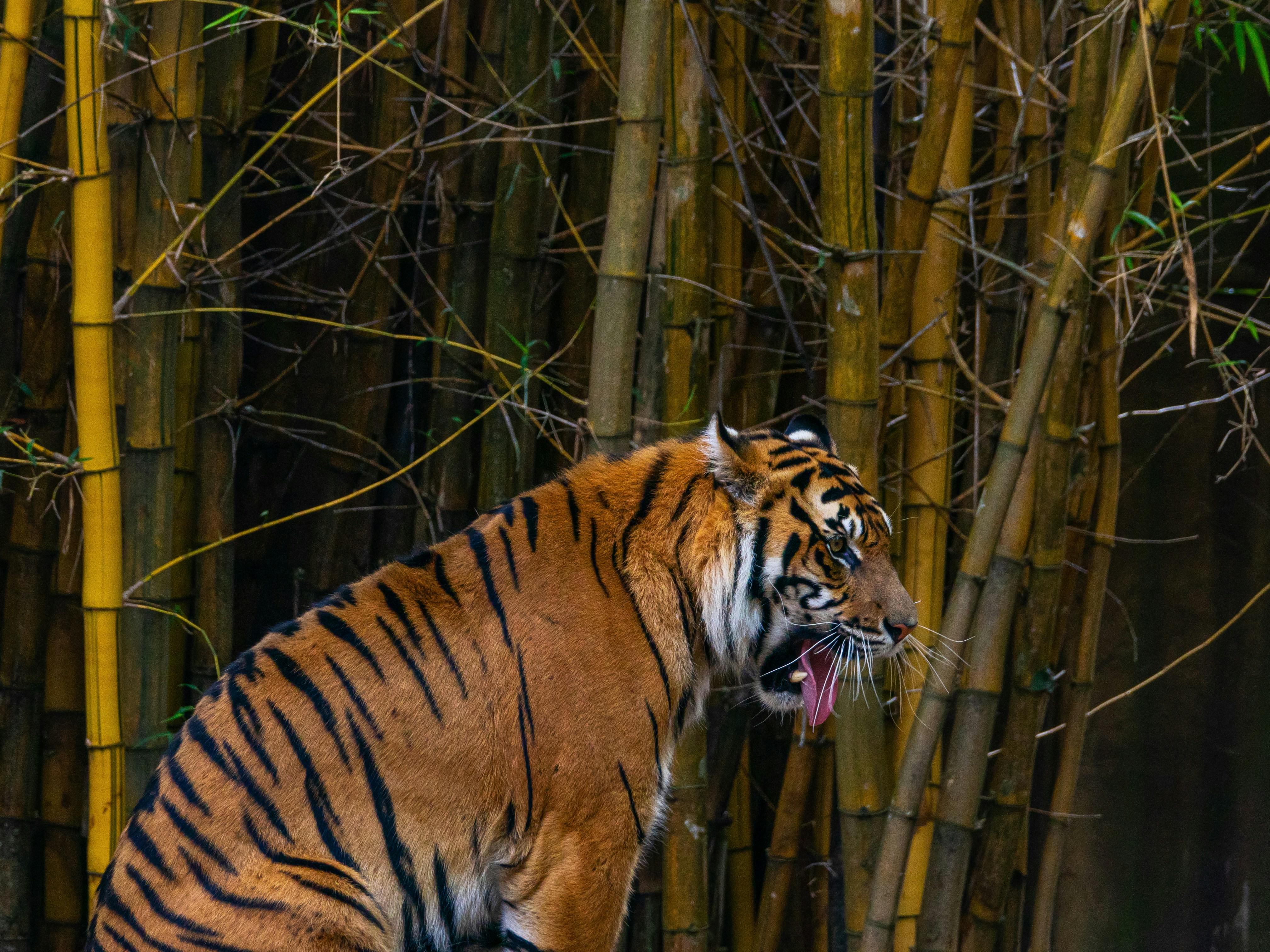 A majestic tiger yawns amidst a backdrop of towering bamboo, embodying the tranquility of its natural habitat.