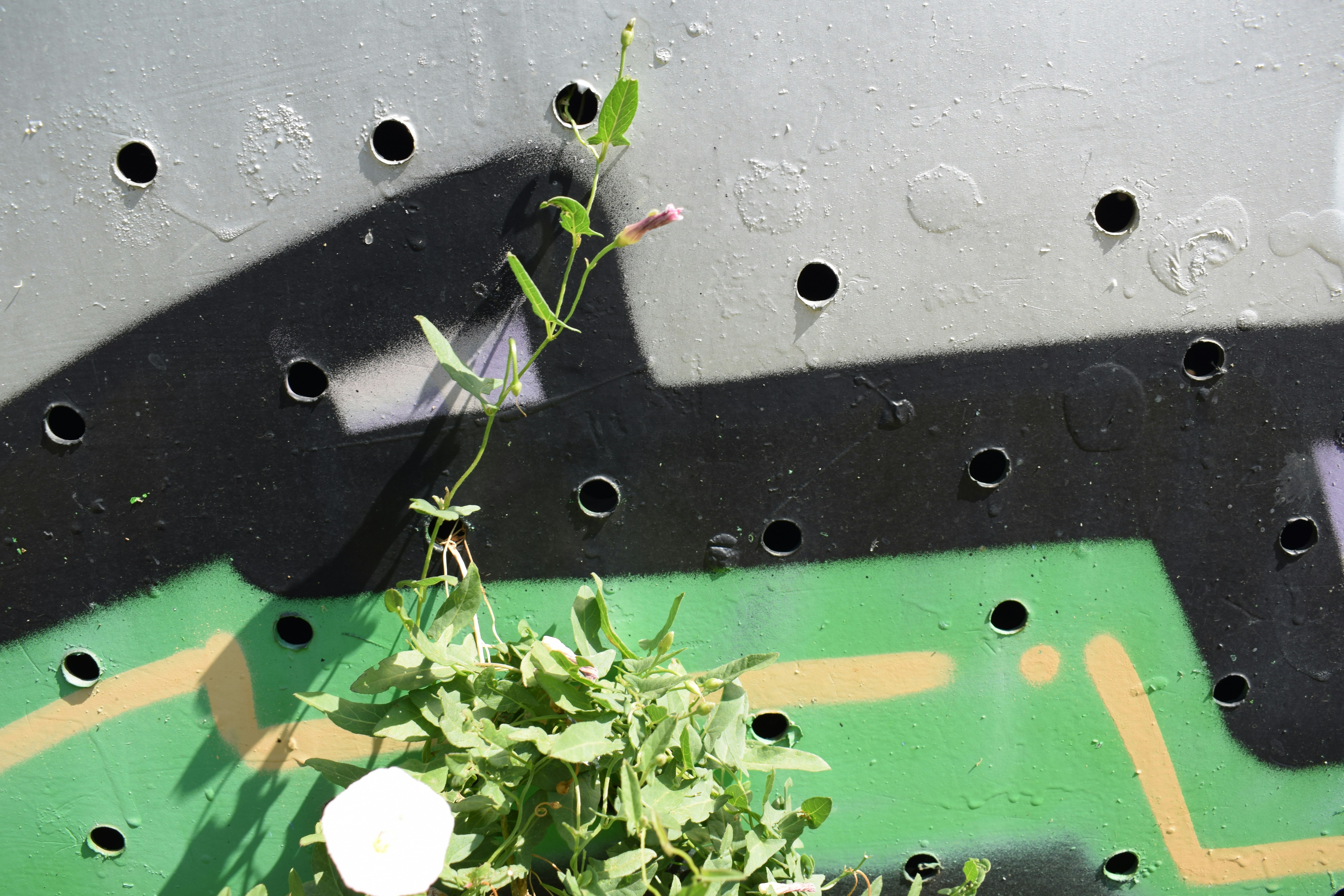 White Bloom Clings to a Green-Striped, Perforated Wall