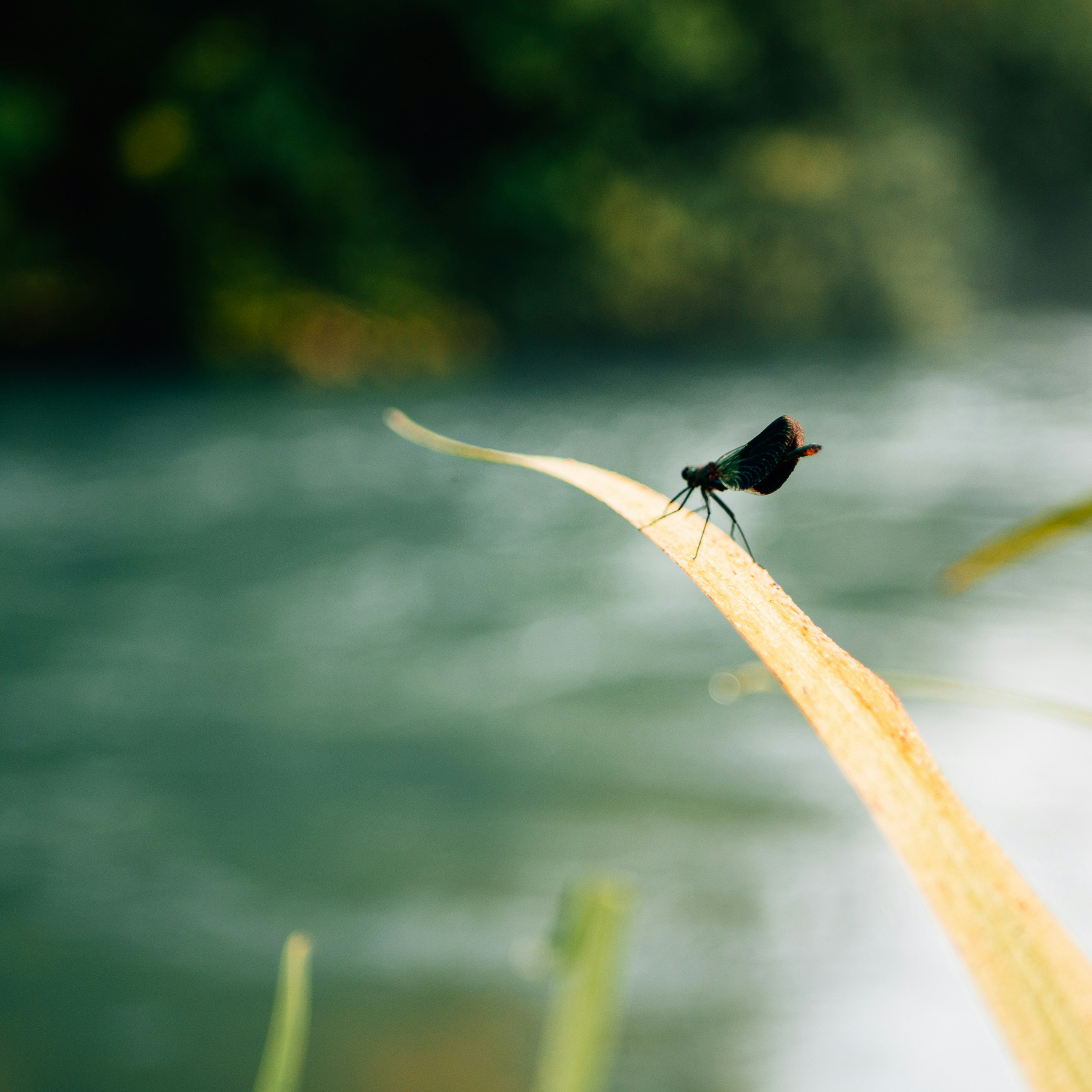Dragonfly on a Golden Quill: A Quiet Moment by the River