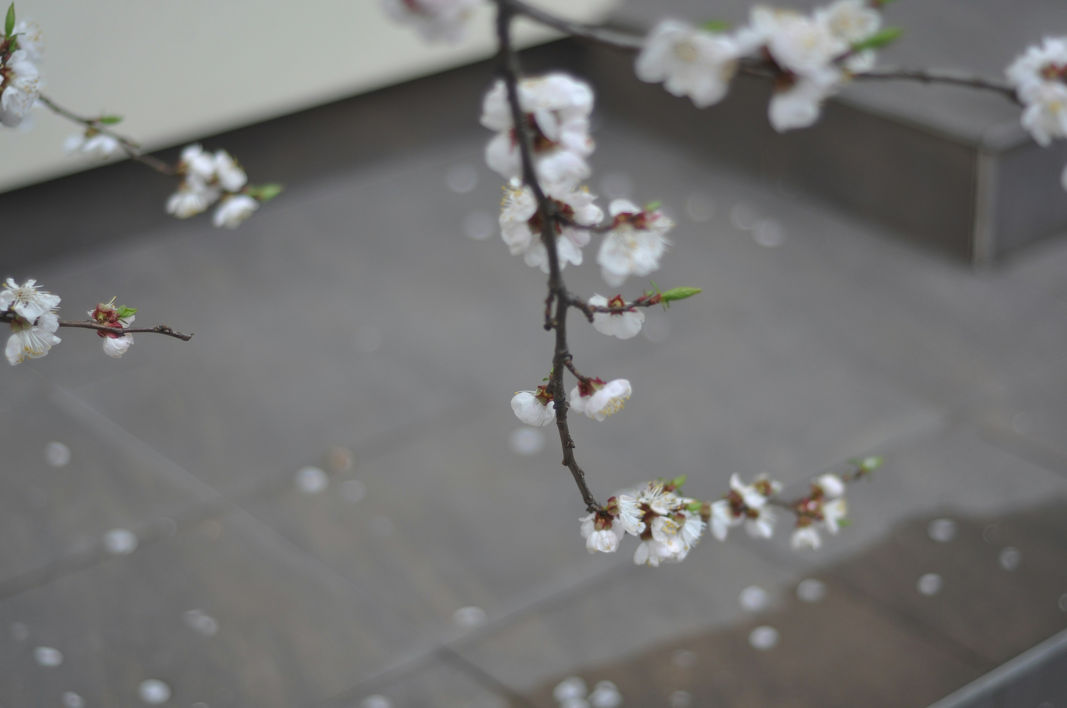 Urban Bloom: White Cherry Branch on a Concrete Canvas