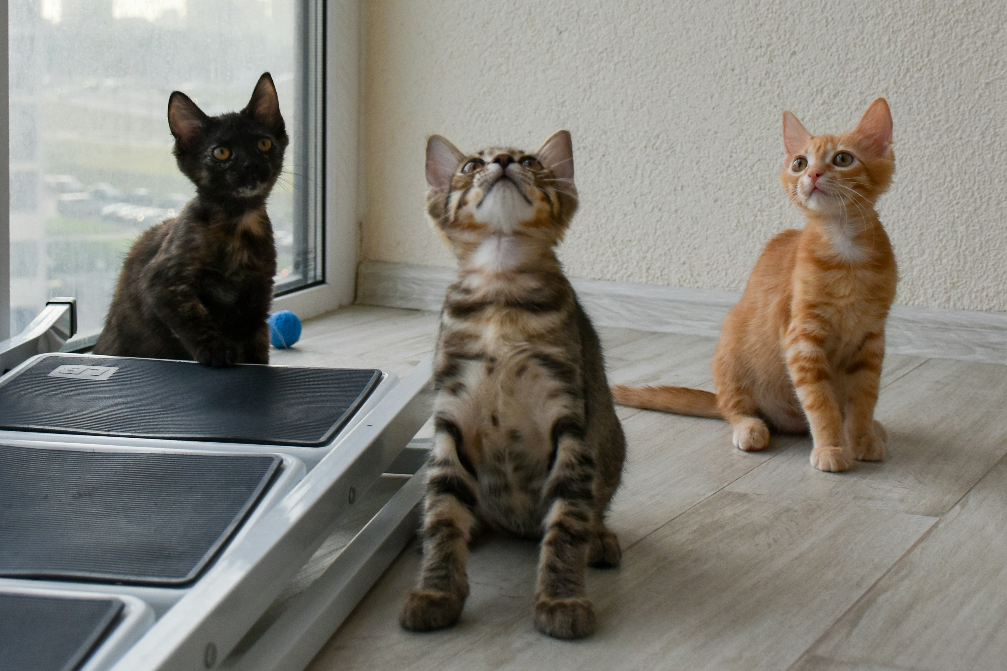 Orange tabby cat and brown tabby cat on floor photo – Free Cat Image on ...