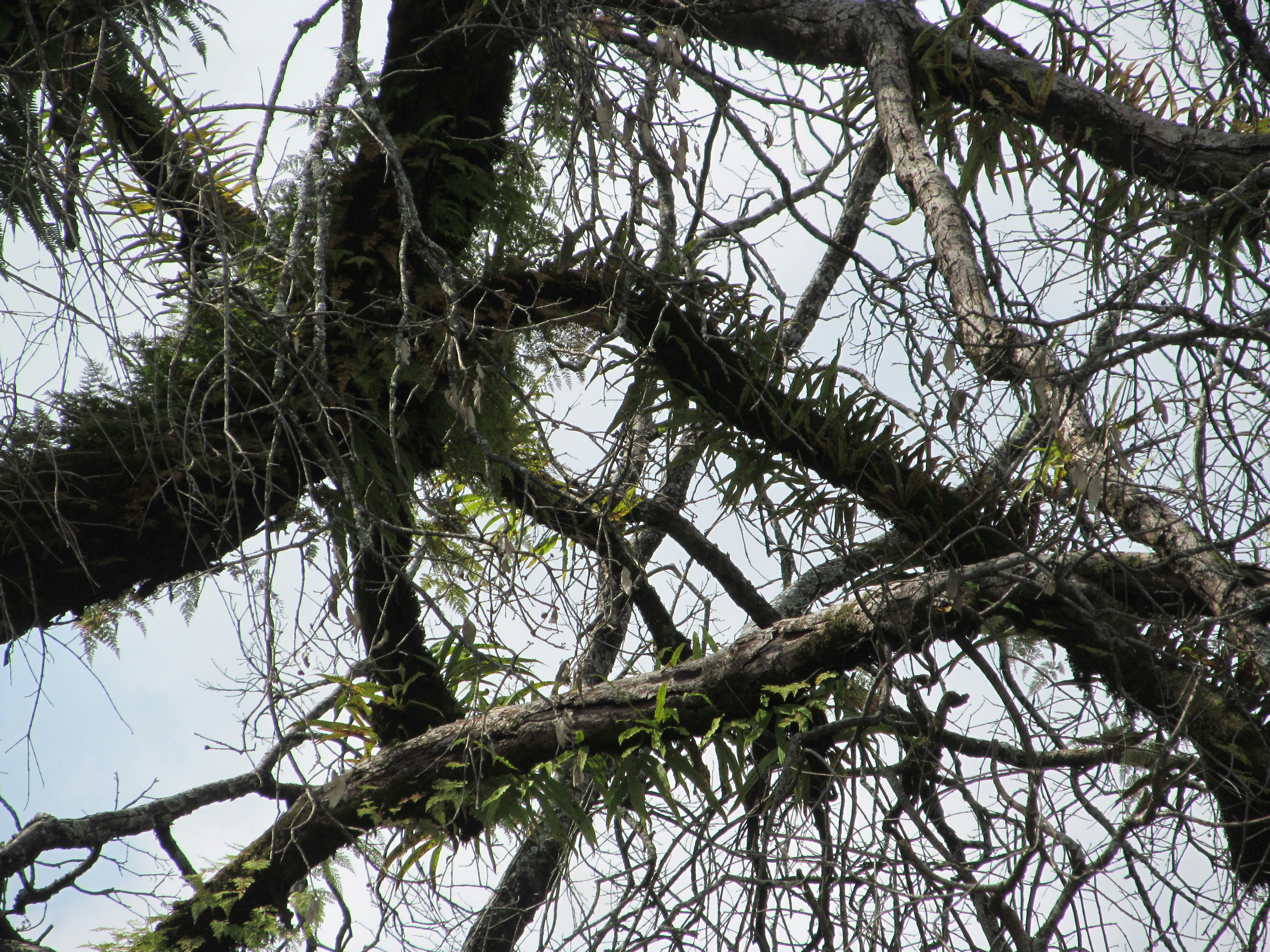 Complex network of tree branches adorned with vibrant green leaves and moss, creating a natural canopy. The interplay of light and shadow enhances the texture of the bark.