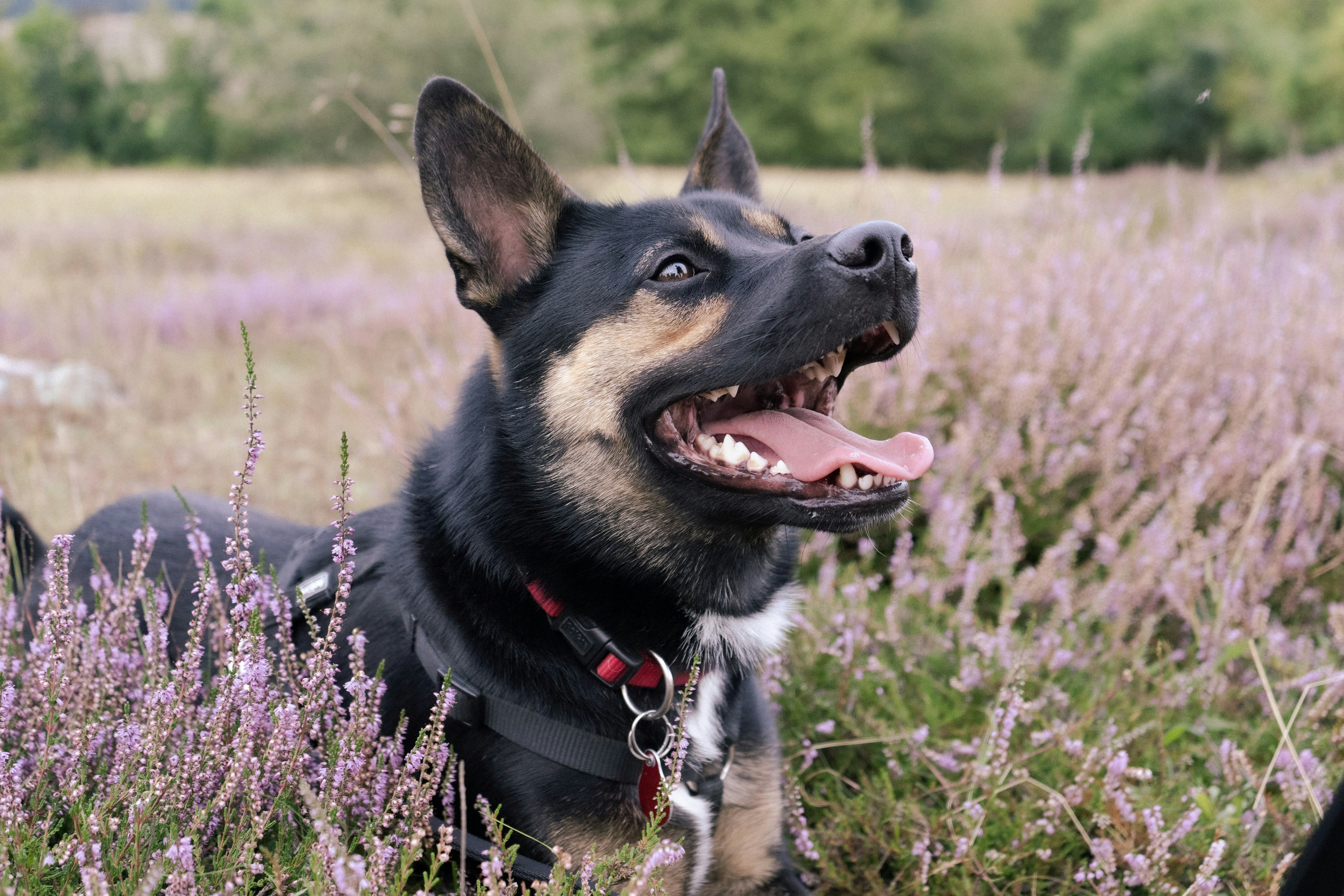 Lavender Meadow Joy: A Shepherd's Eager Gaze