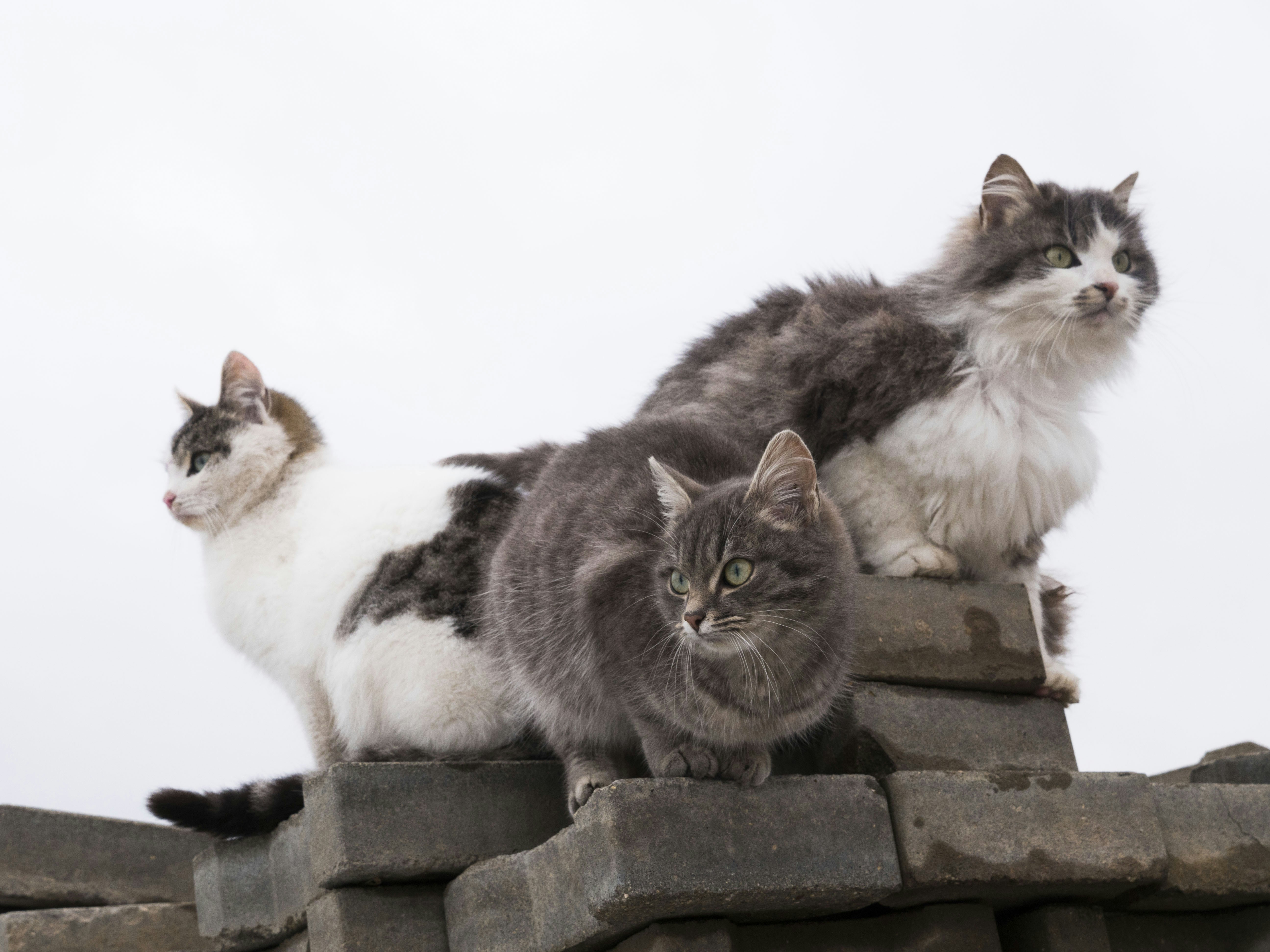 Triad on the Ridge: Cats Perched Like Stone Sentinels