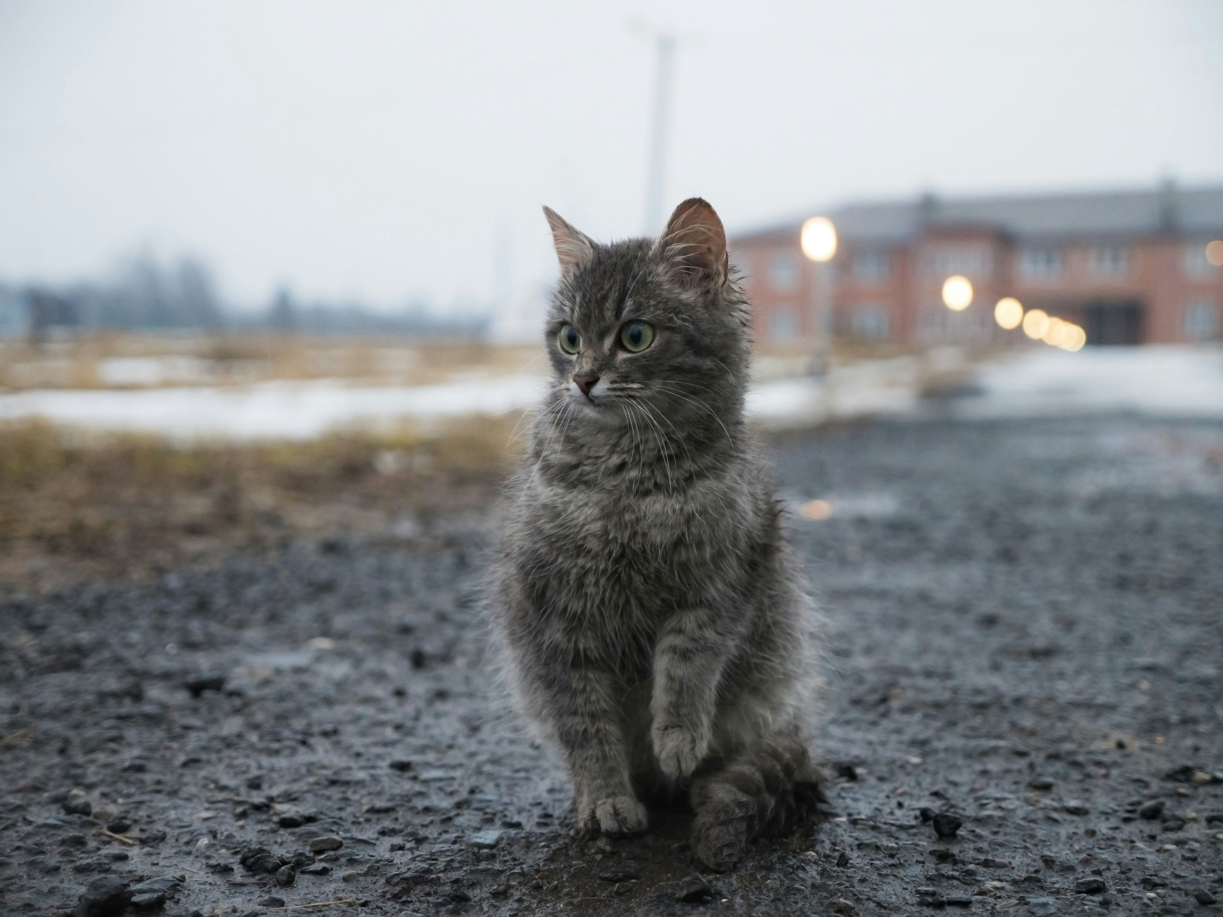 Curious Kitten on a Gravel Road Under Evening Lights