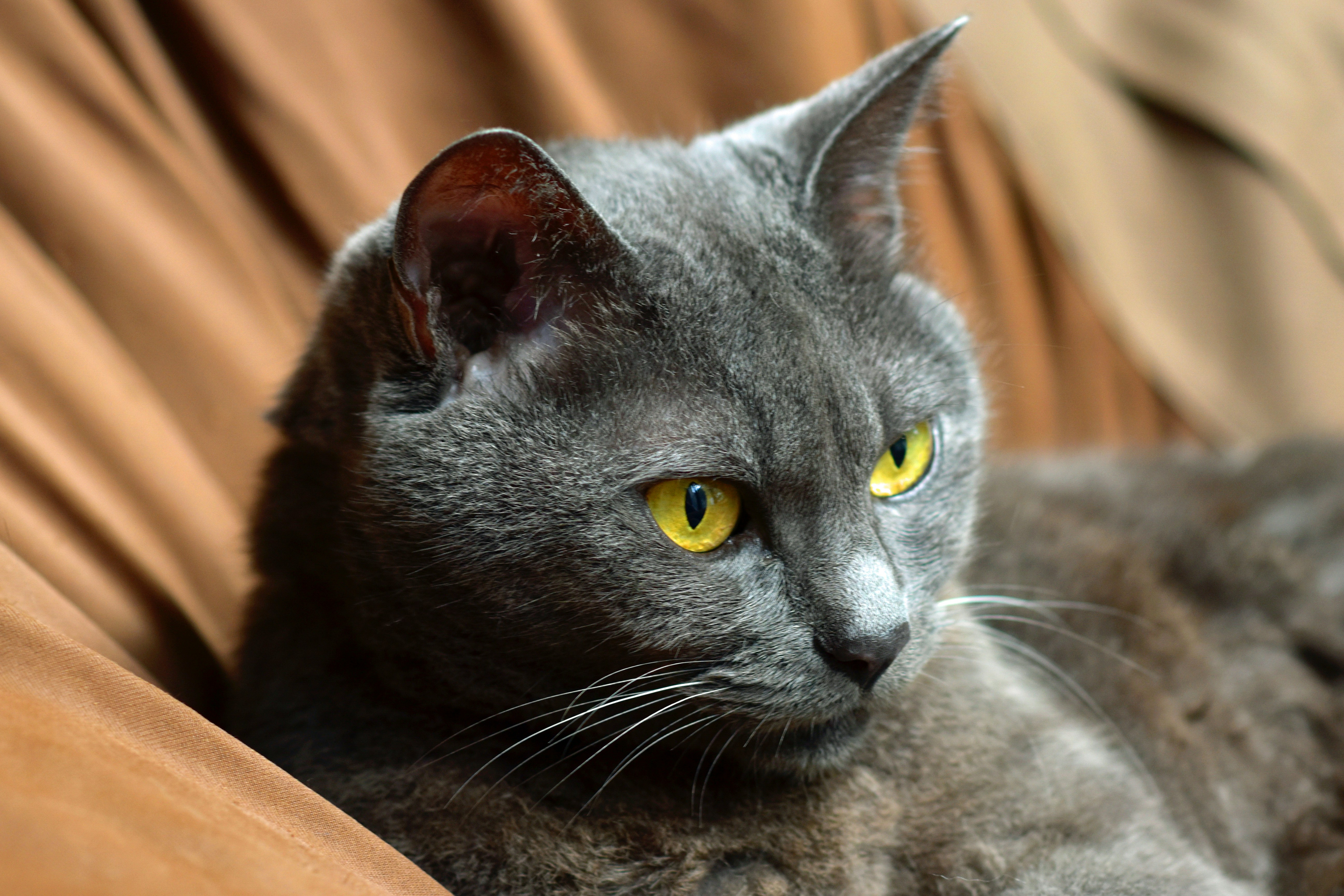 Russian Blue With Yellow Eyes