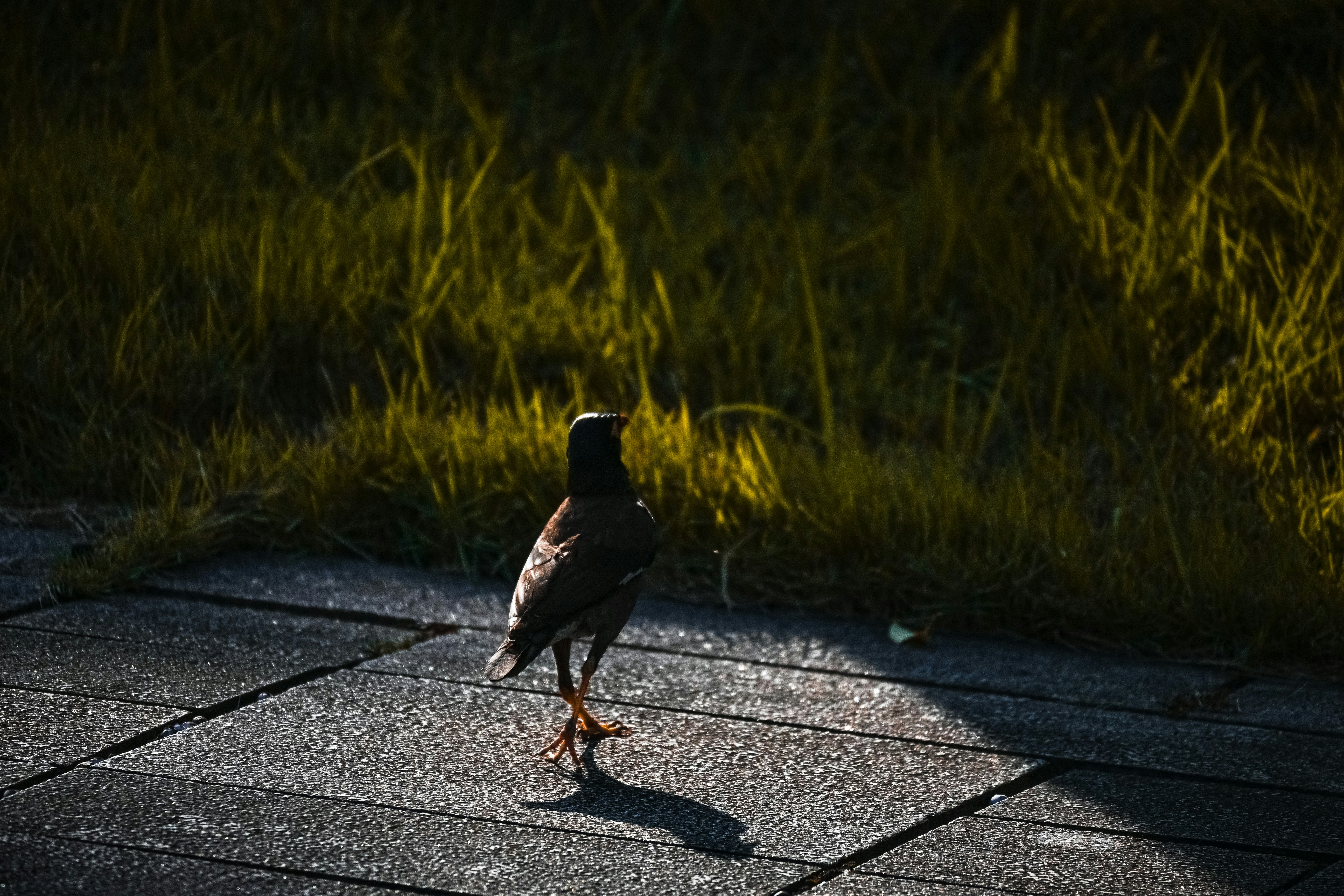 Taken with Nikon Z50