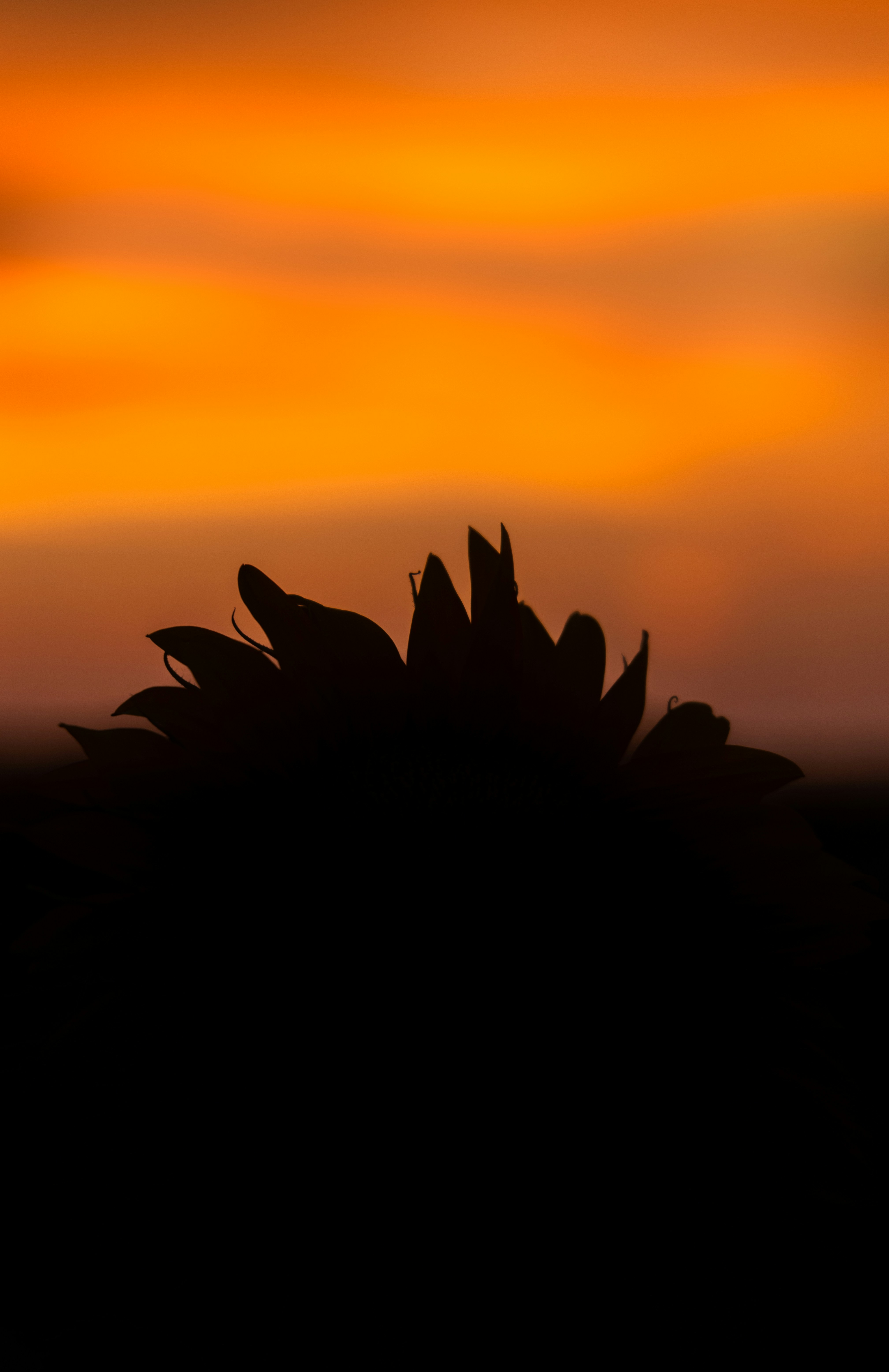 Sunflower Silhouette Amid a Molten Orange Sunset