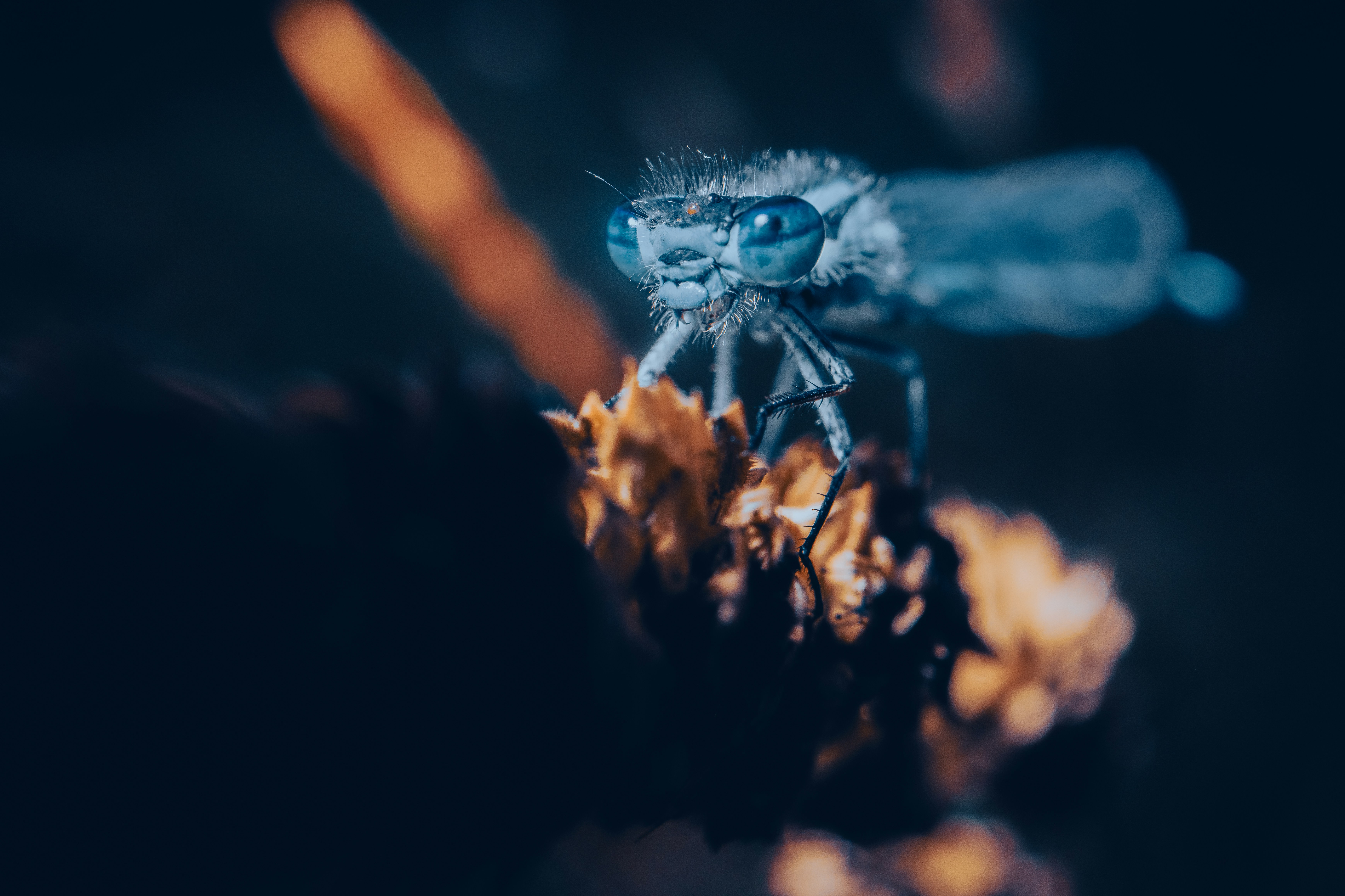 Cobalt Dragonfly on Amber Microscape at Dusk