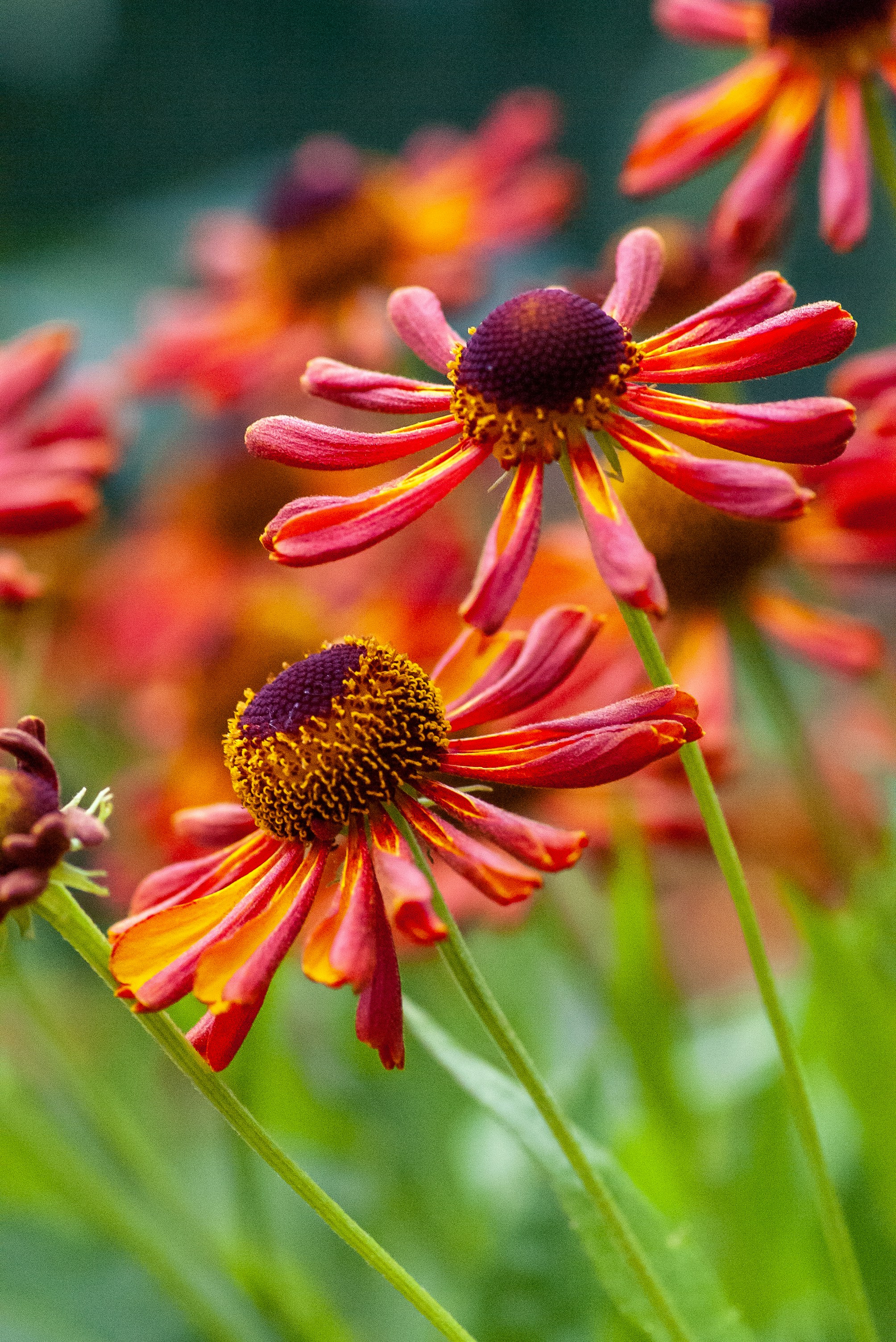 Red and yellow flower in macro lens photography photo – Free Россия Image on Unsplash