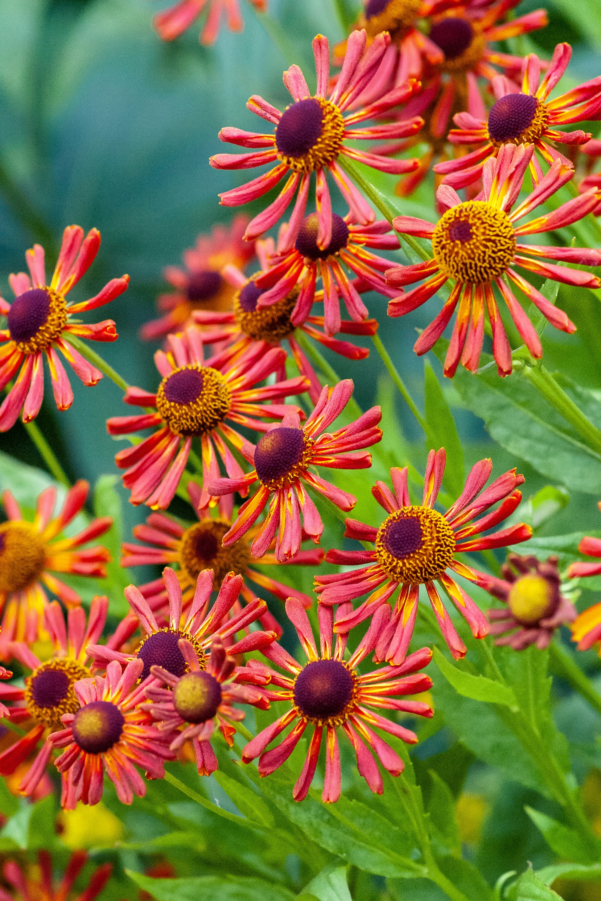 Close-up photograph of ember-red daisies with purple centers against vivid green foliage.
