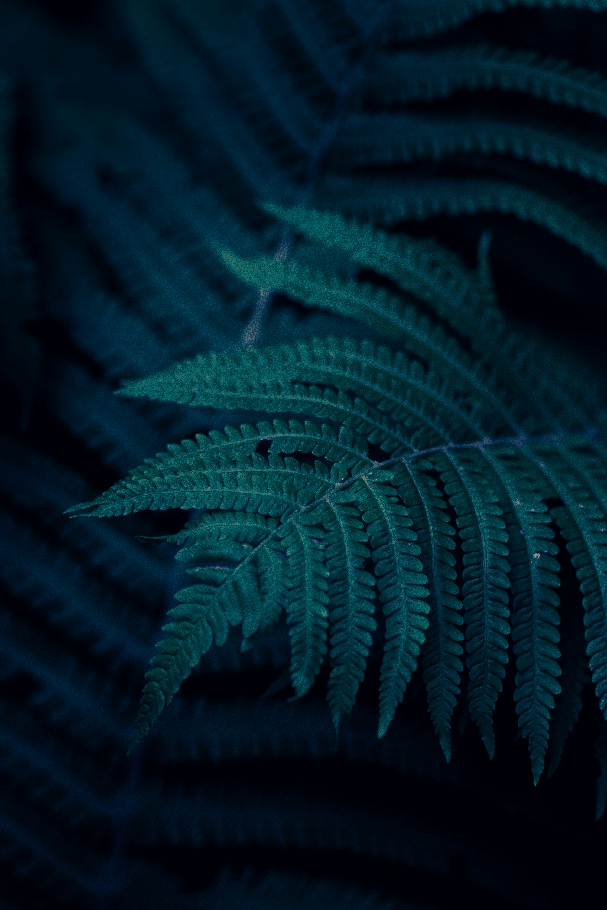 Intricate fern leaves unfurling in a shadowy green landscape, showcasing nature's delicate patterns and textures.
