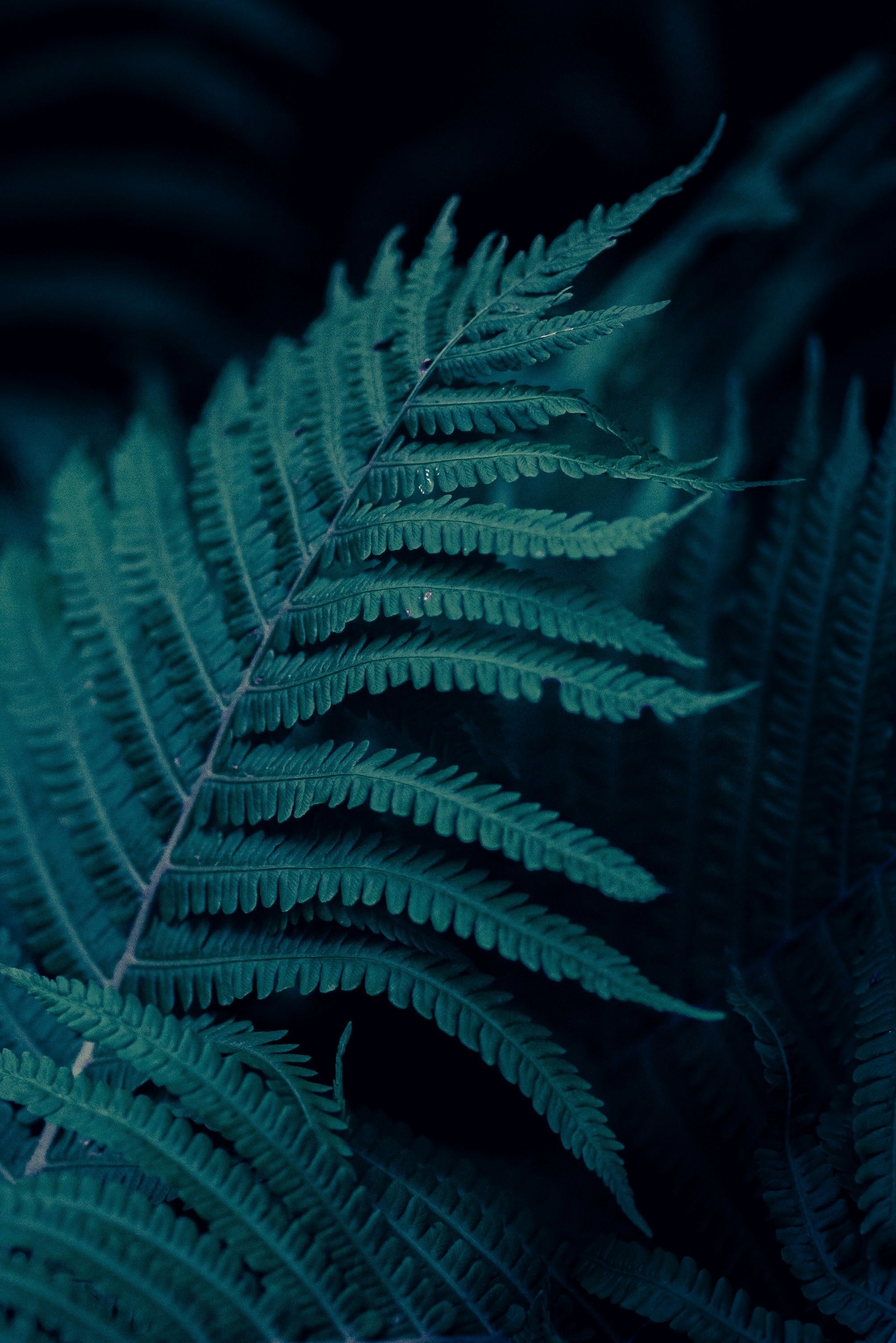 Lush green fern leaves gracefully unfurling amidst a dark, moody backdrop, showcasing intricate textures and patterns.