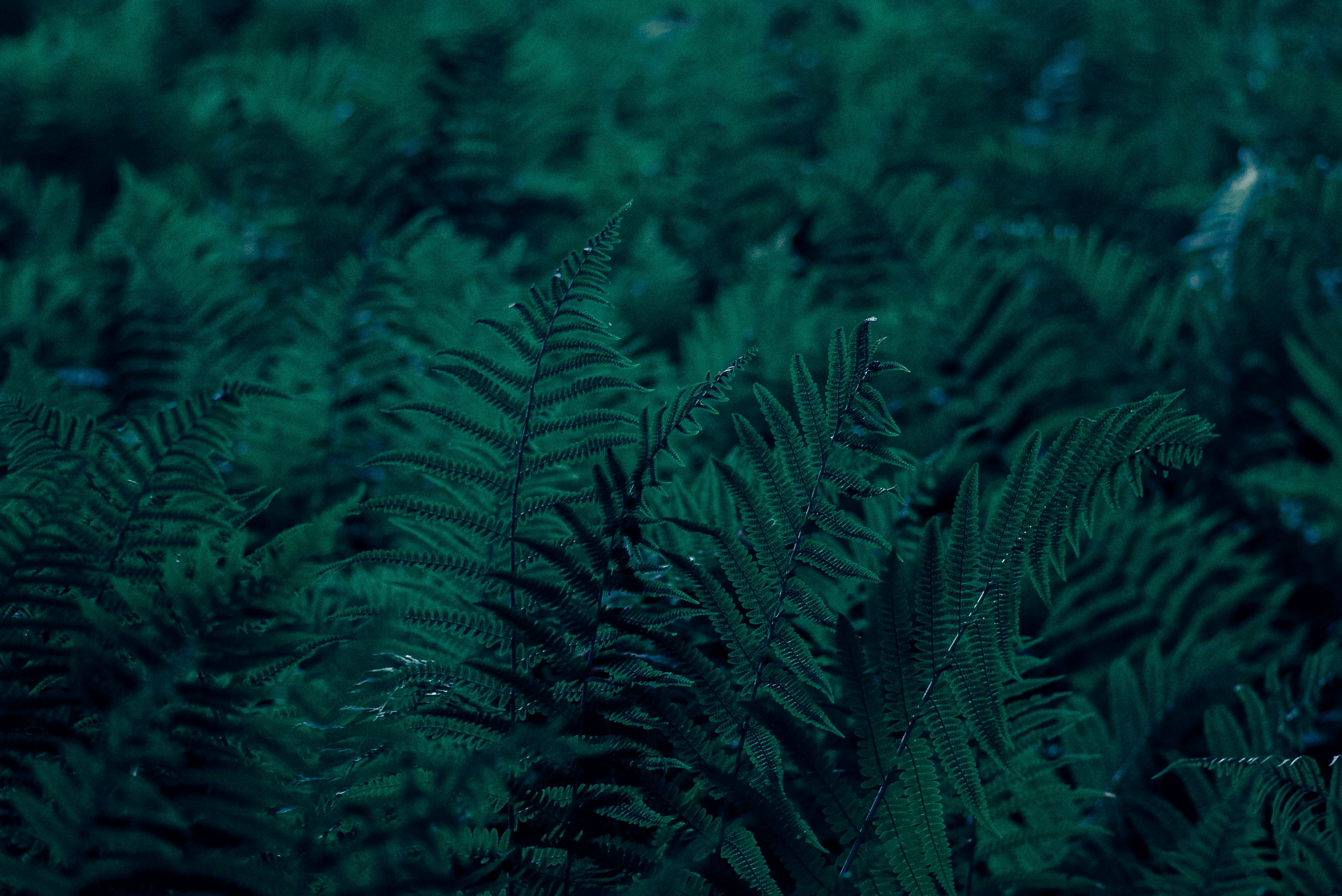 Fern leaves