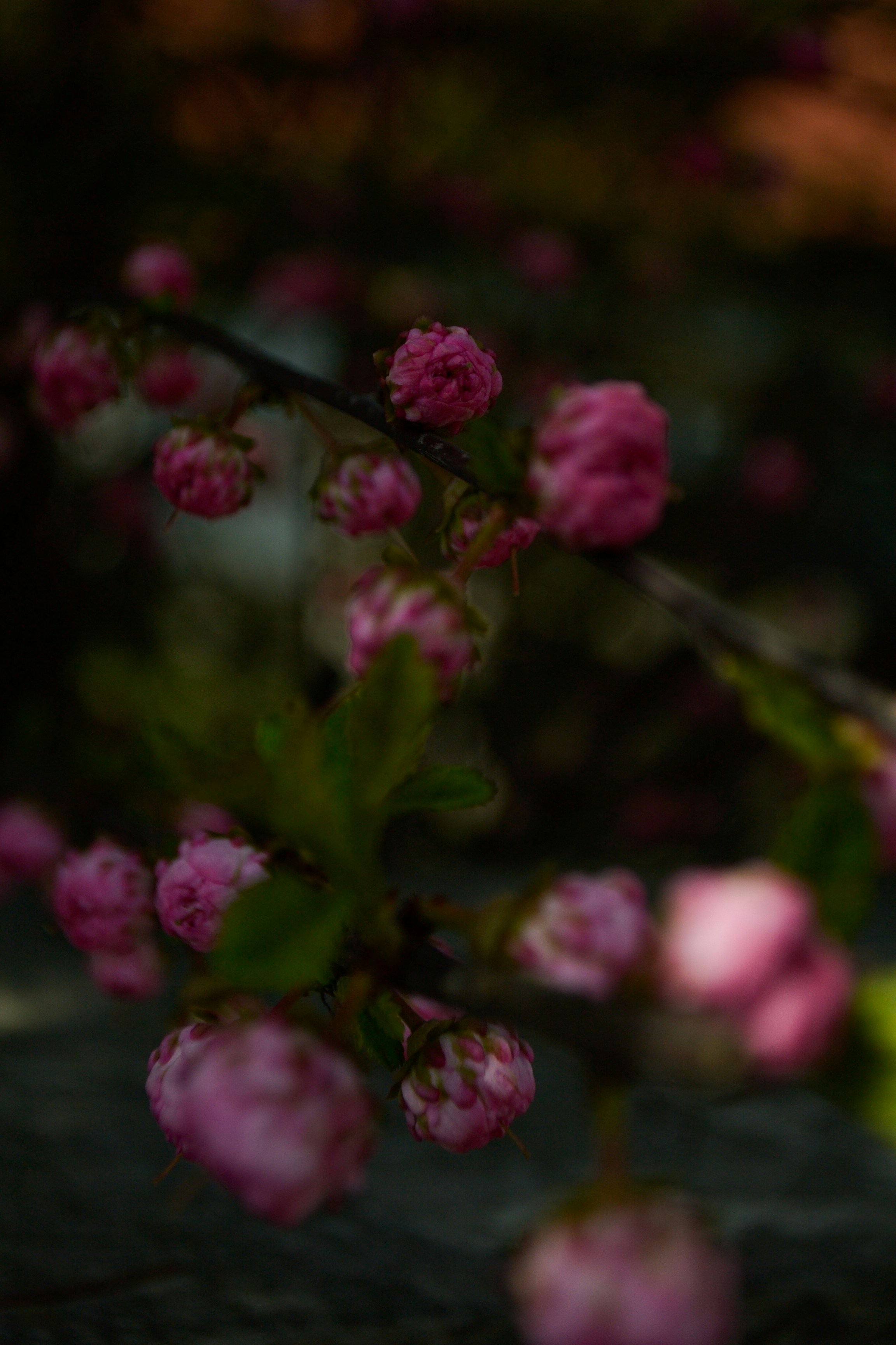 Delicate pink blossoms cluster on a branch, softly illuminated against a blurred background. The scene captures the essence of spring's gentle arrival.