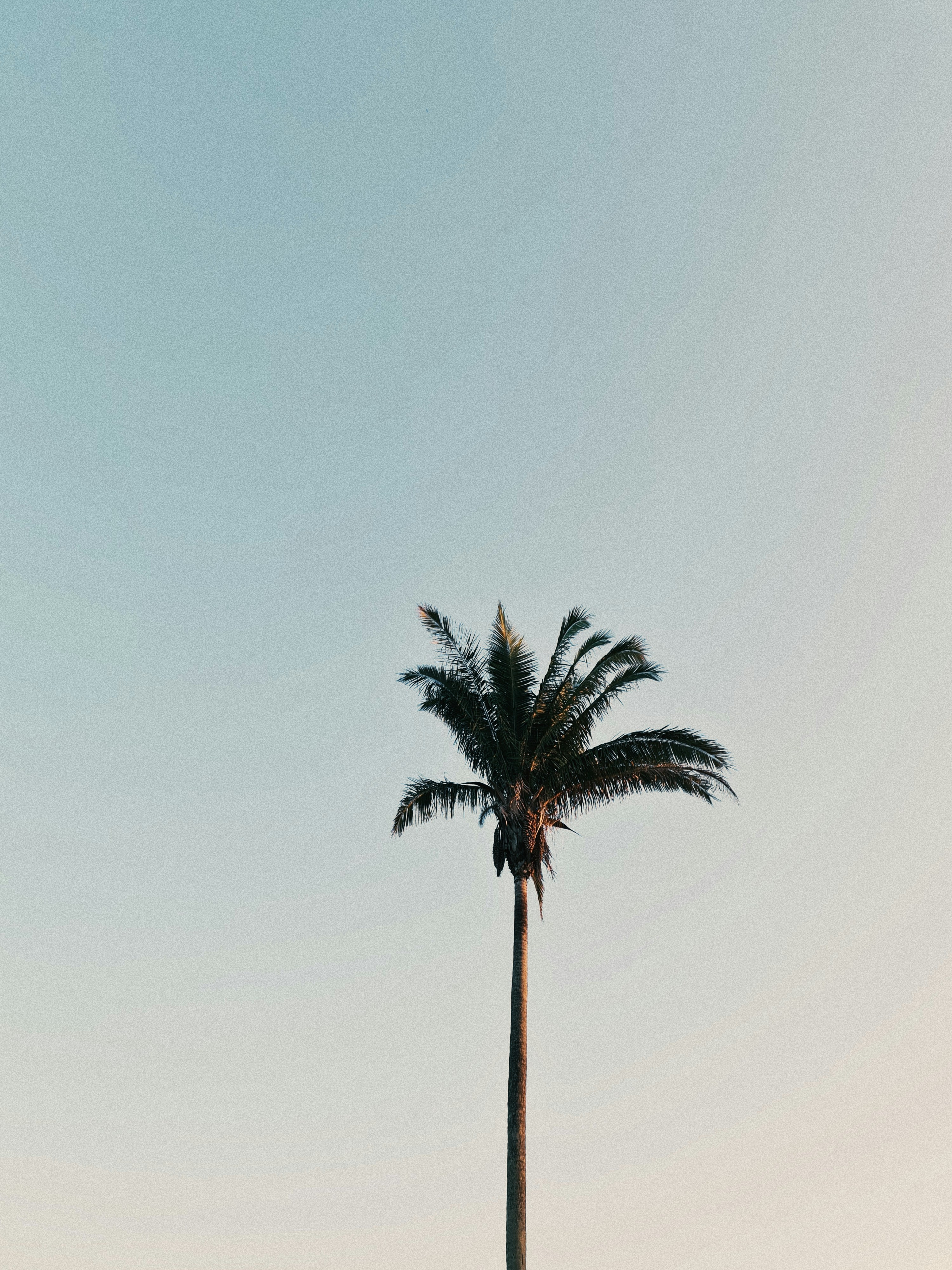 A tall palm tree stands alone against a soft blue sky, embodying tranquility and solitude.