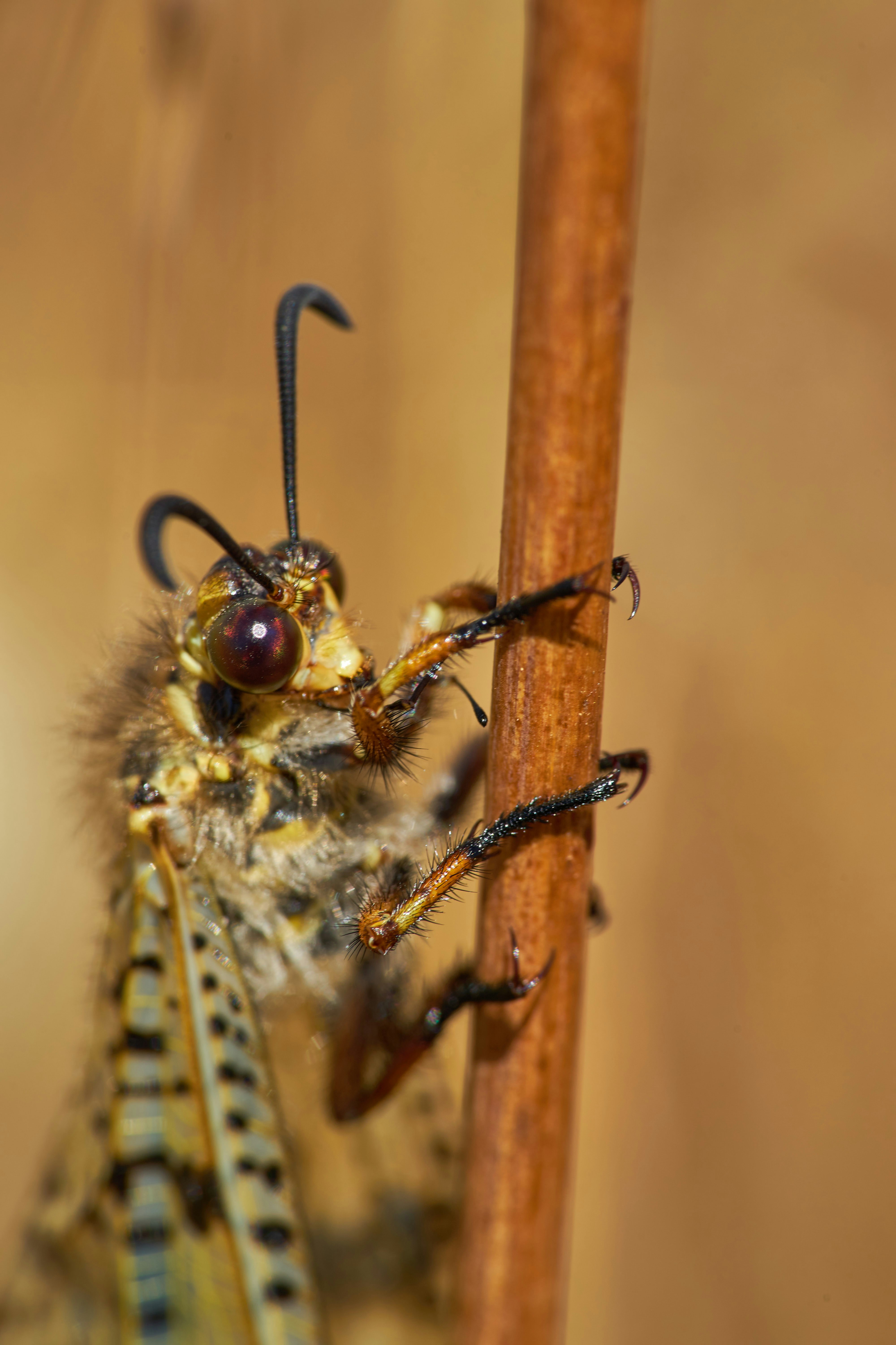 Hoverfly Cling on a Reed: A Macro Portrait in Warm Autumn Light