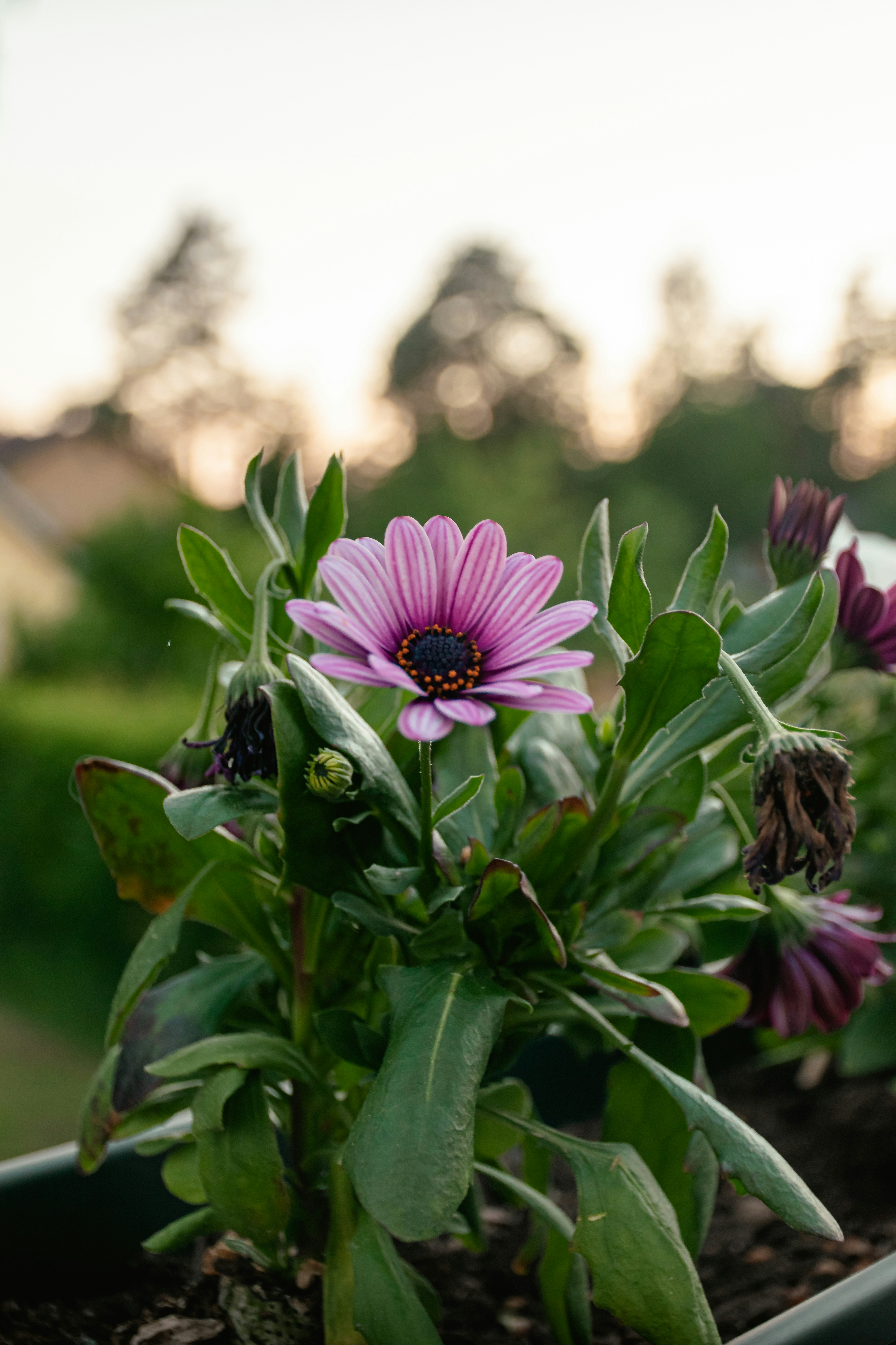 The flower