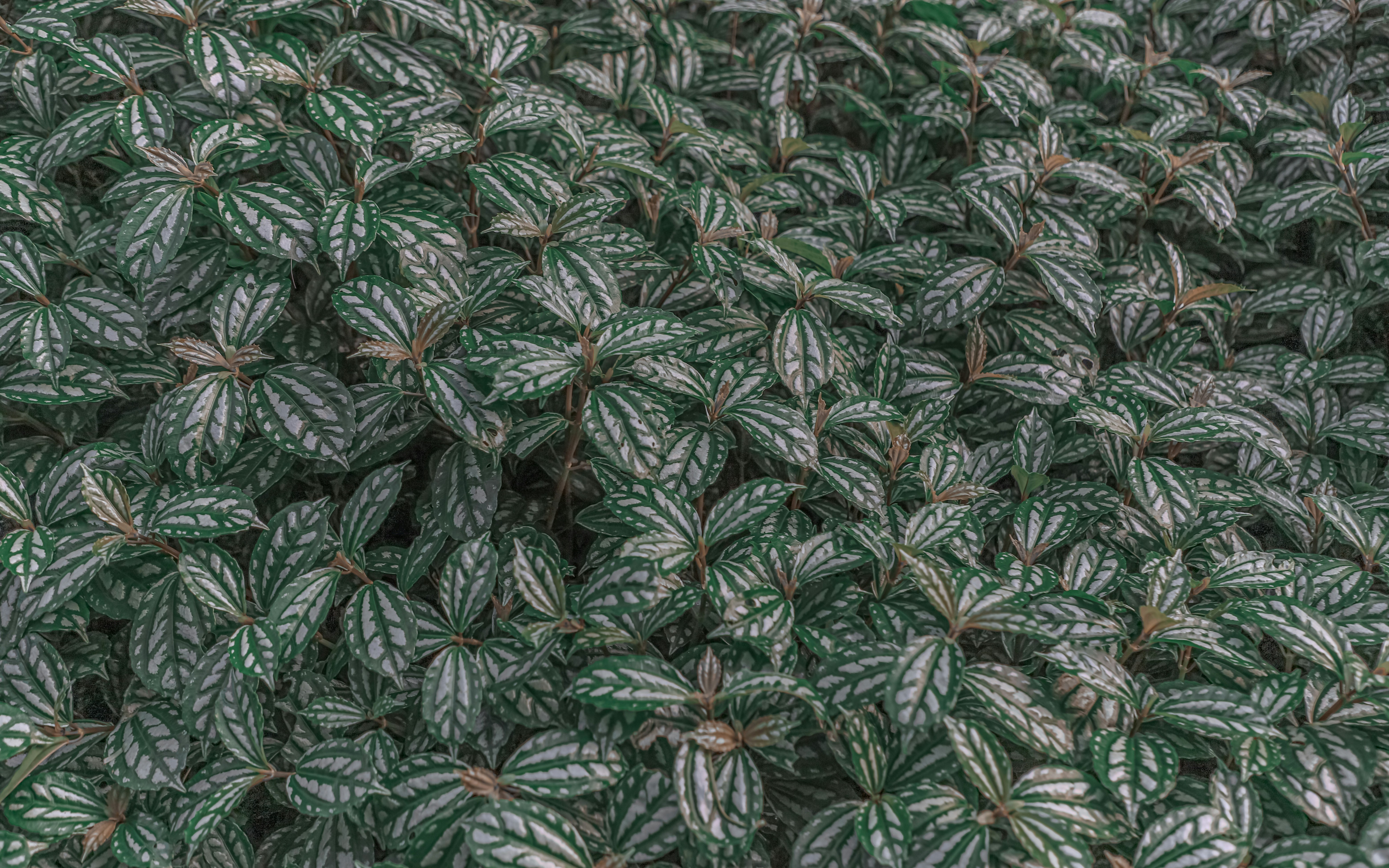 Dense foliage of patterned green leaves, showcasing the intricate textures and colors of nature's design.