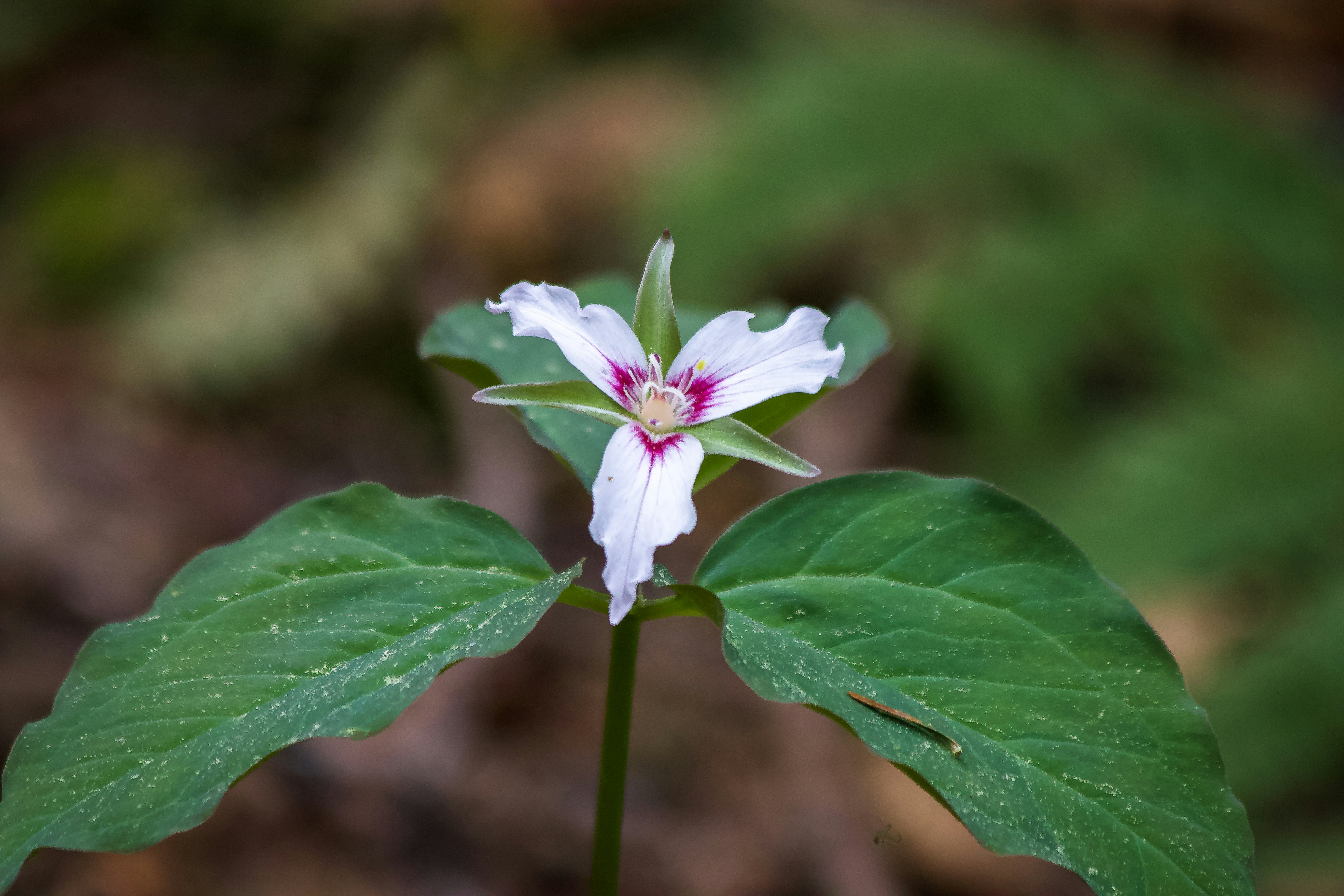 Delicate white trillium flower emerging from rich green foliage in a forest setting. The intricate details of the petals and leaves highlight nature's artistry.
