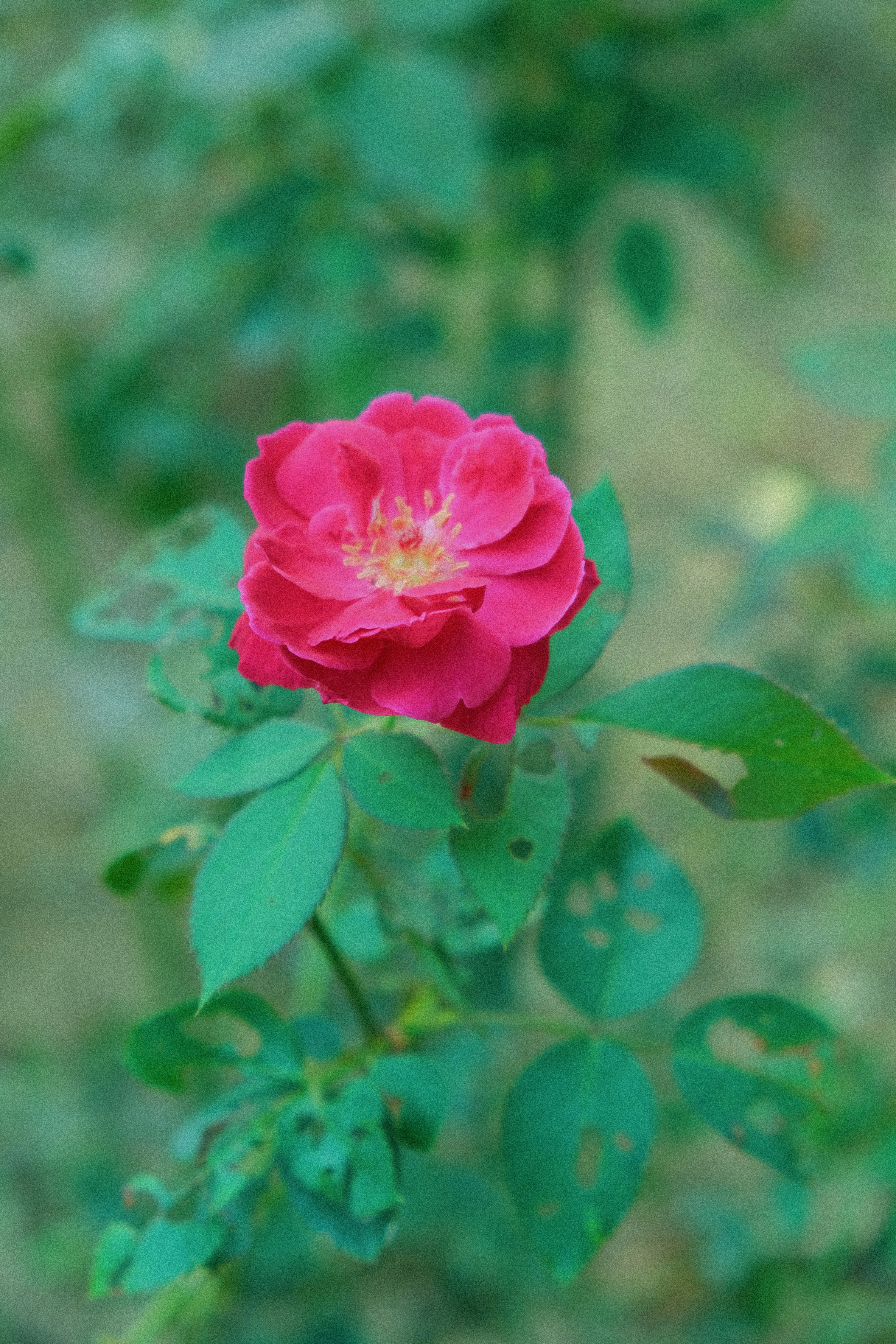 pink rose in bloom during daytime