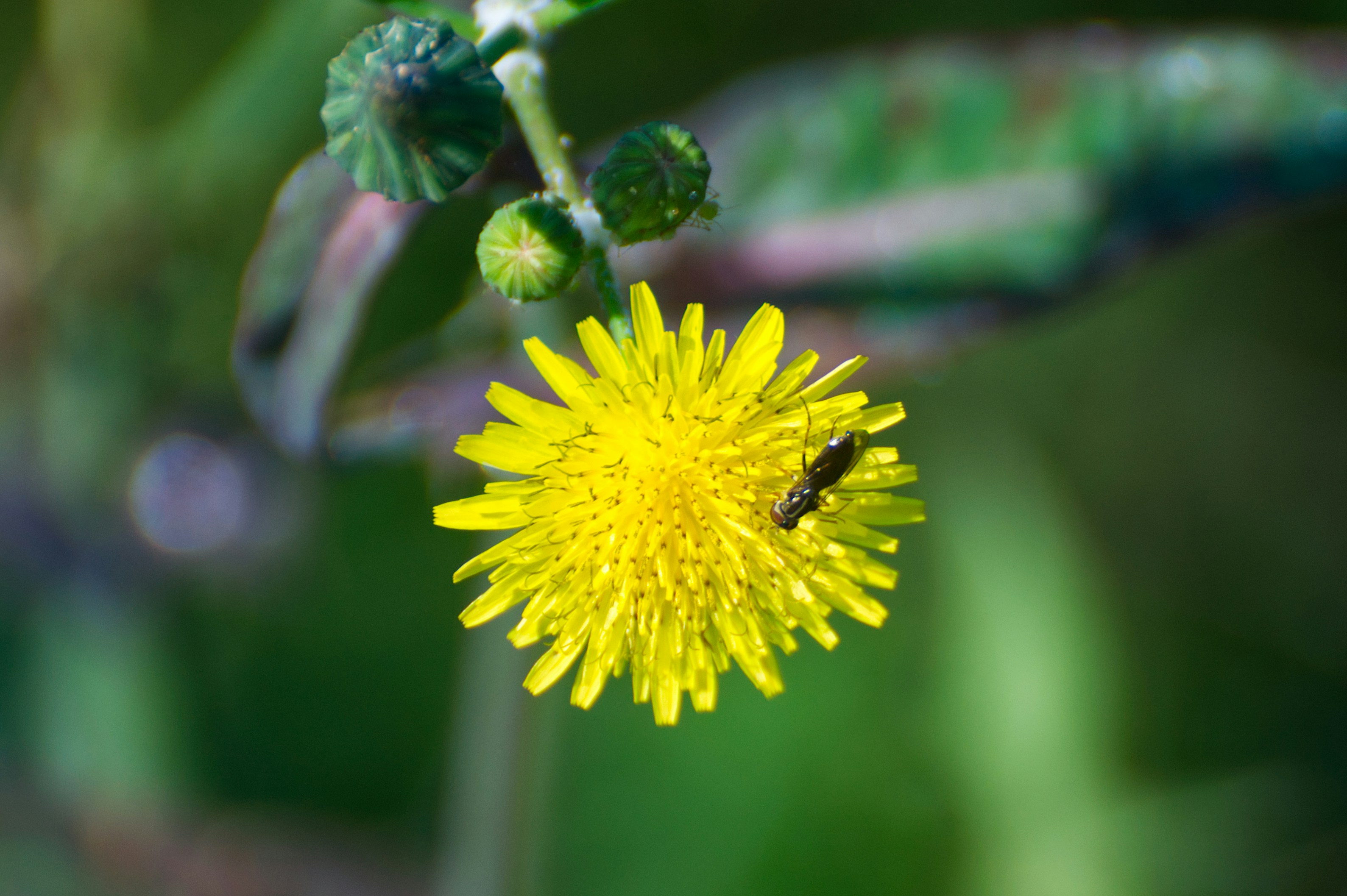 Bead of Sunshine: a dandelion with a tiny visitor