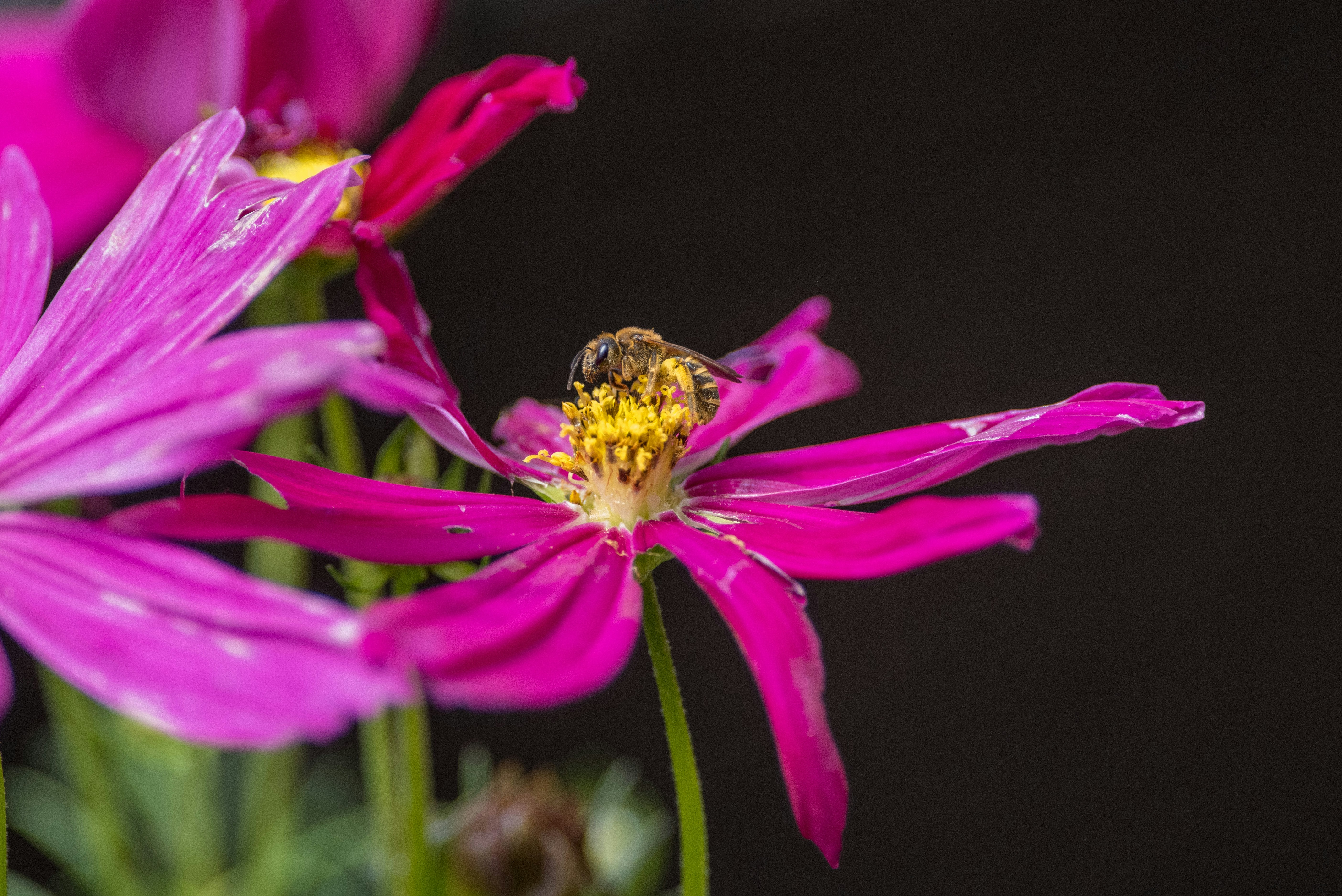 Bee in the Magenta Bloom: A Micro Portrait of Pollination