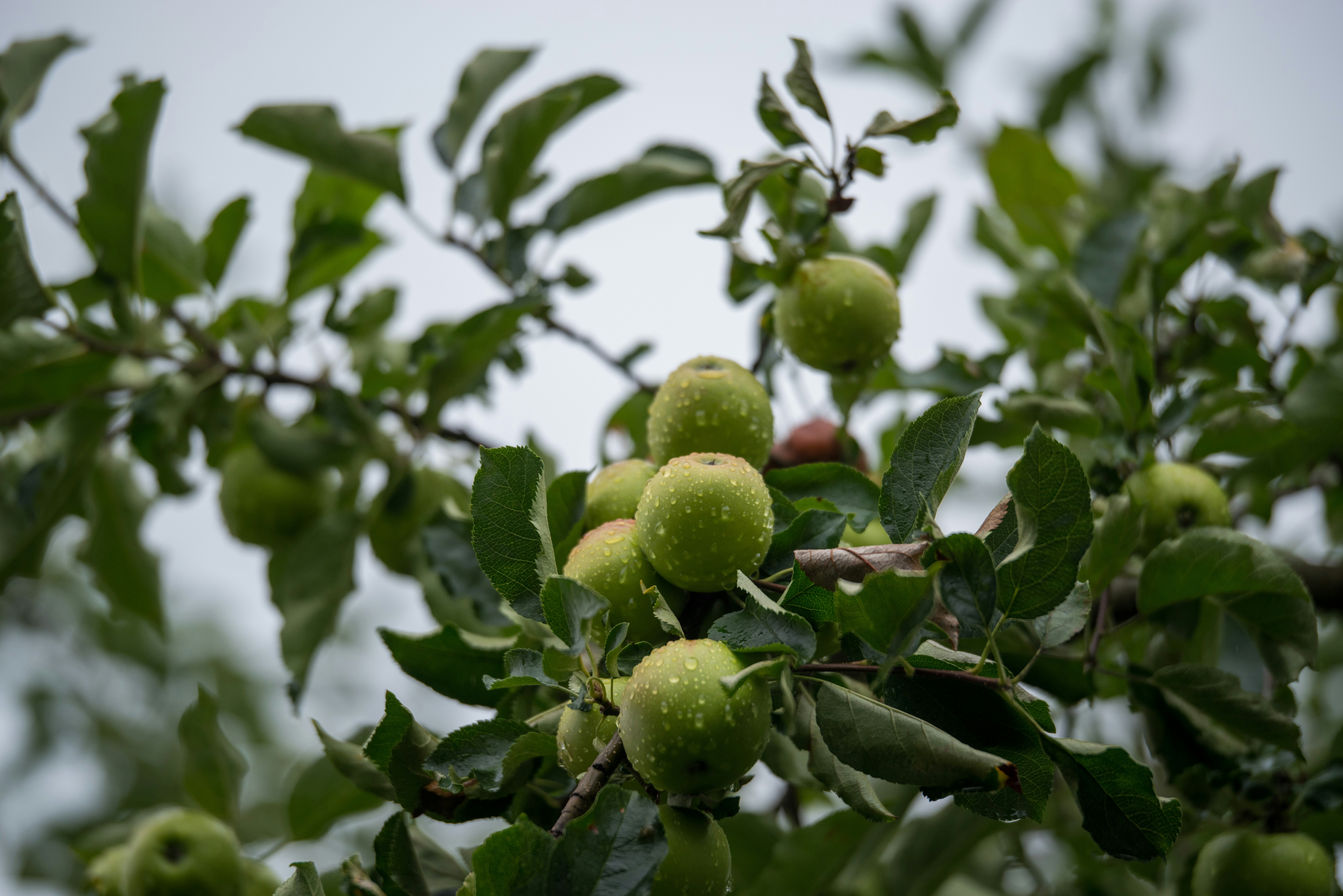 Green round fruit on tree during daytime photo – Free Wet Image on Unsplash
