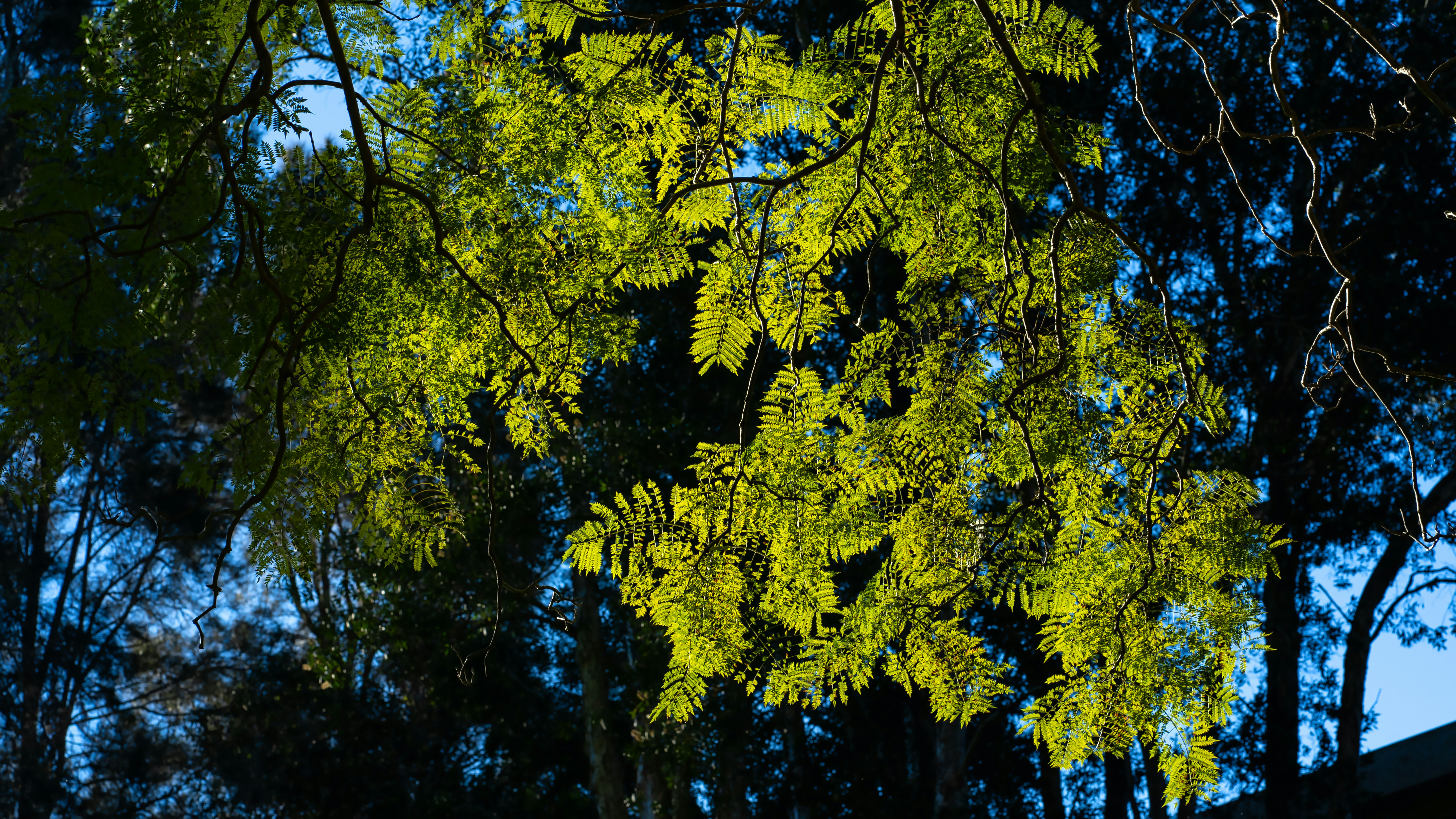 Yellow and green leaf trees photo – Free Green Image on Unsplash