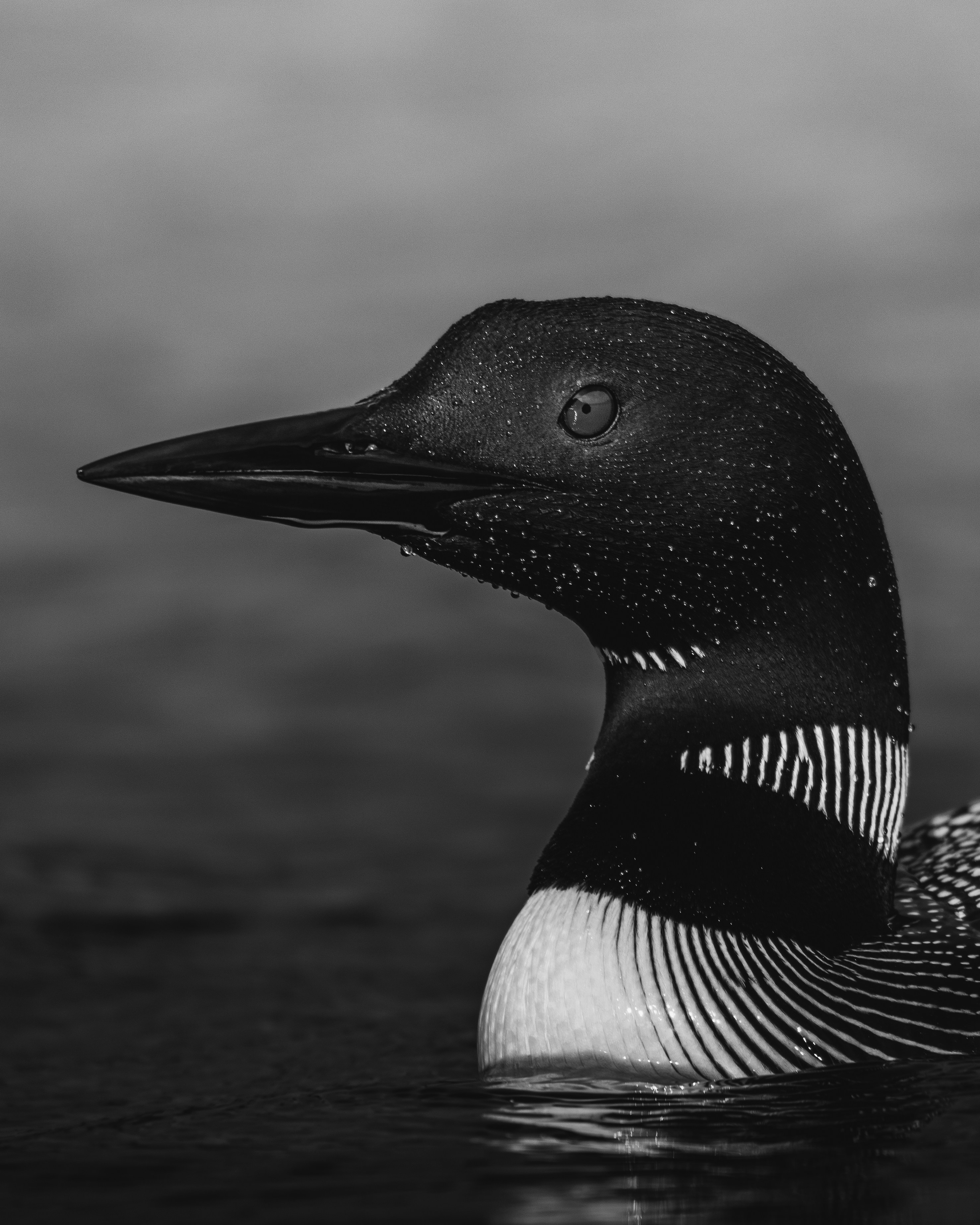Common loon 

Please tag @hyneseyes on Instagram for credit, thank you :)