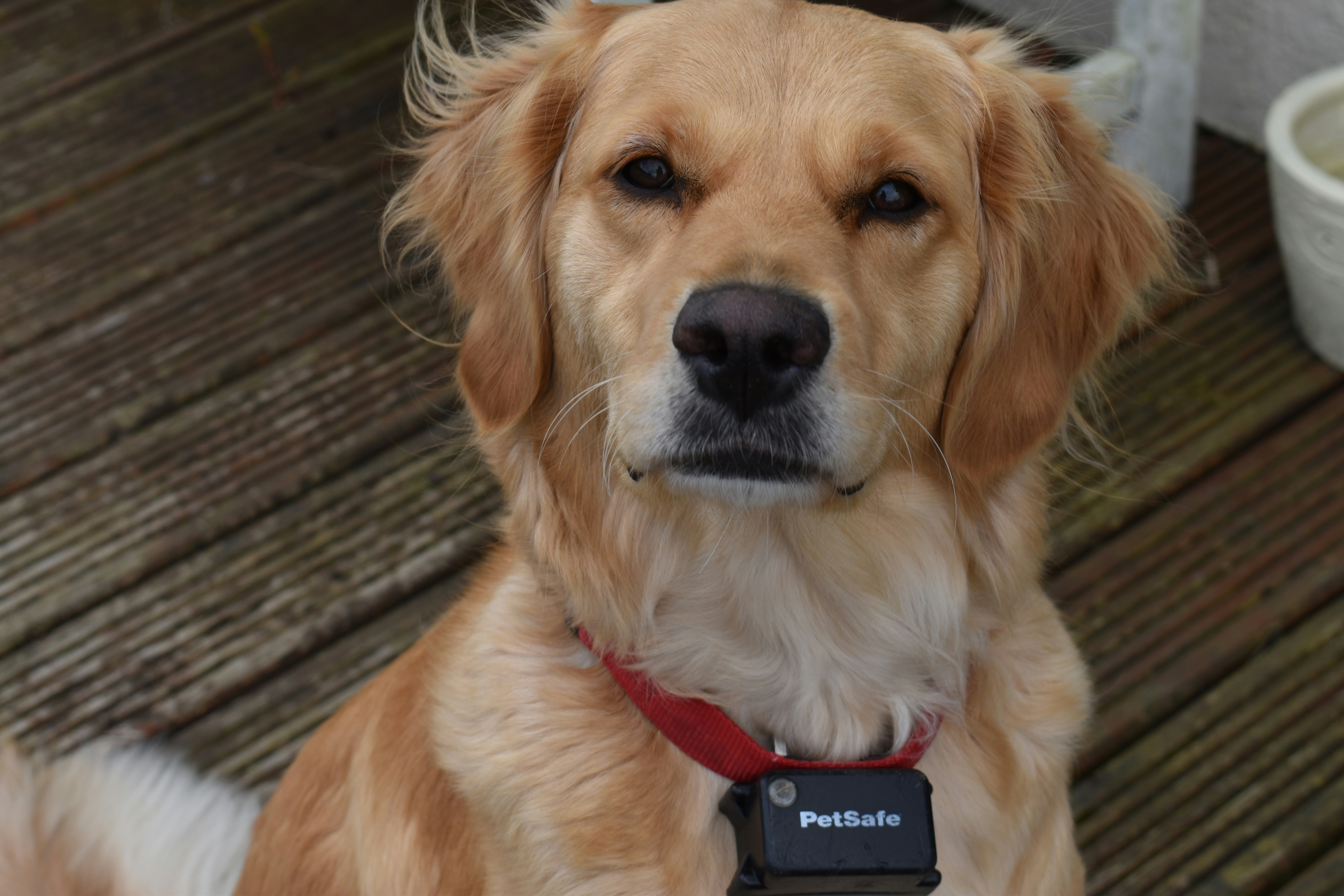 Chiot Golden Retriever avec collier rouge photo – Image gratuite de ...