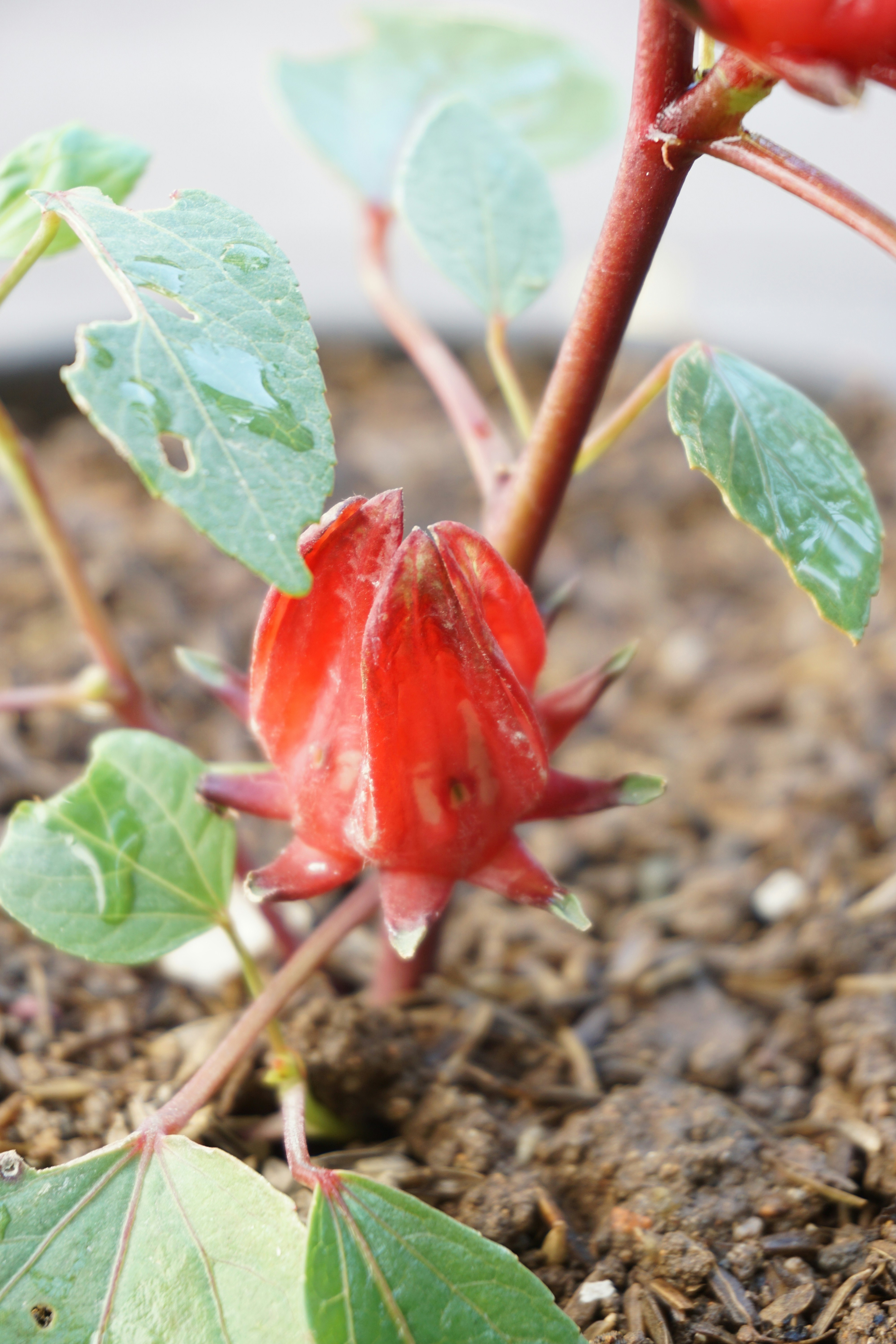 Discovering the Delights of Roselle Plants and Their Tangy Herbal Tea