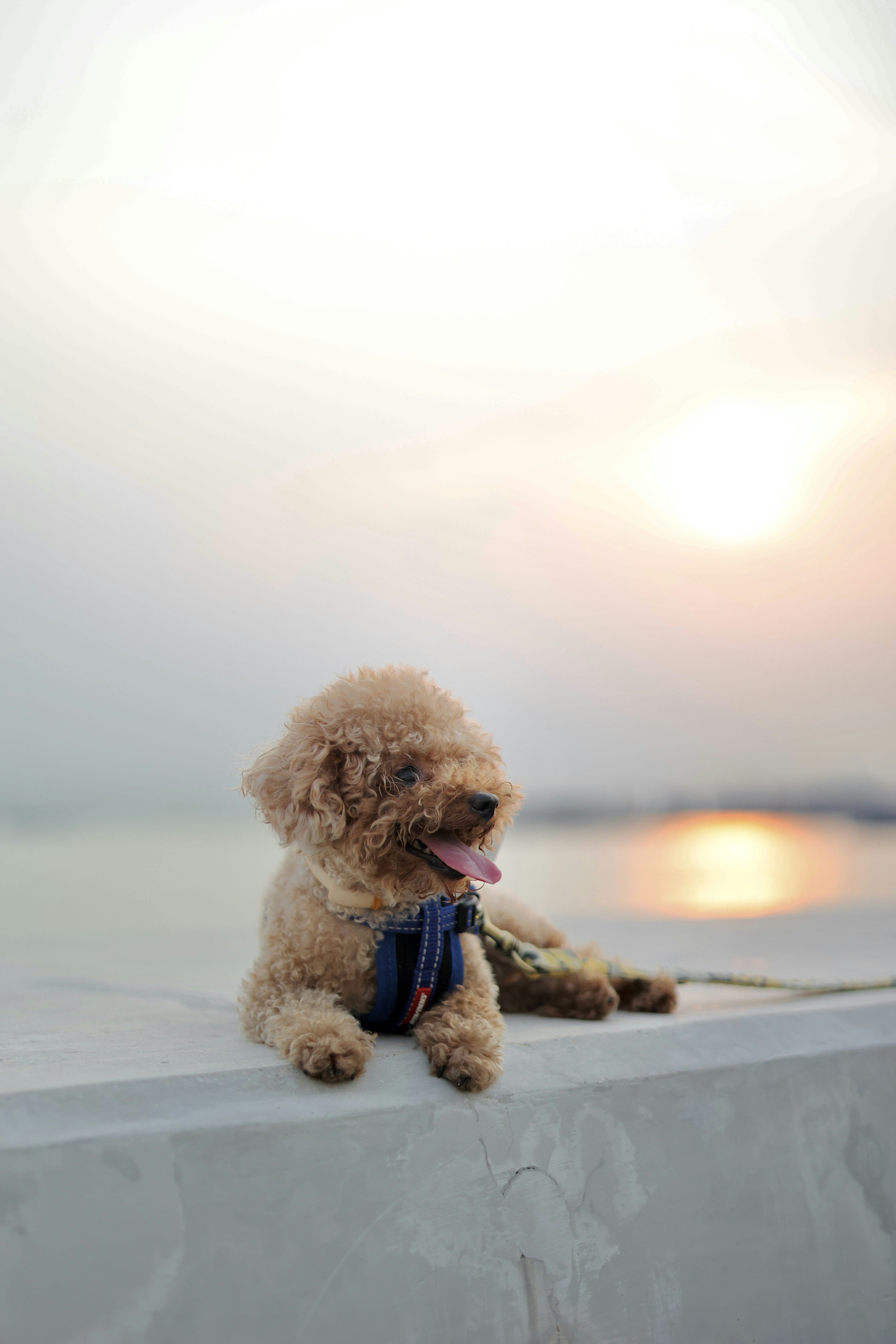 1000+ Poodle Pictures | Download Free Images on Unsplash