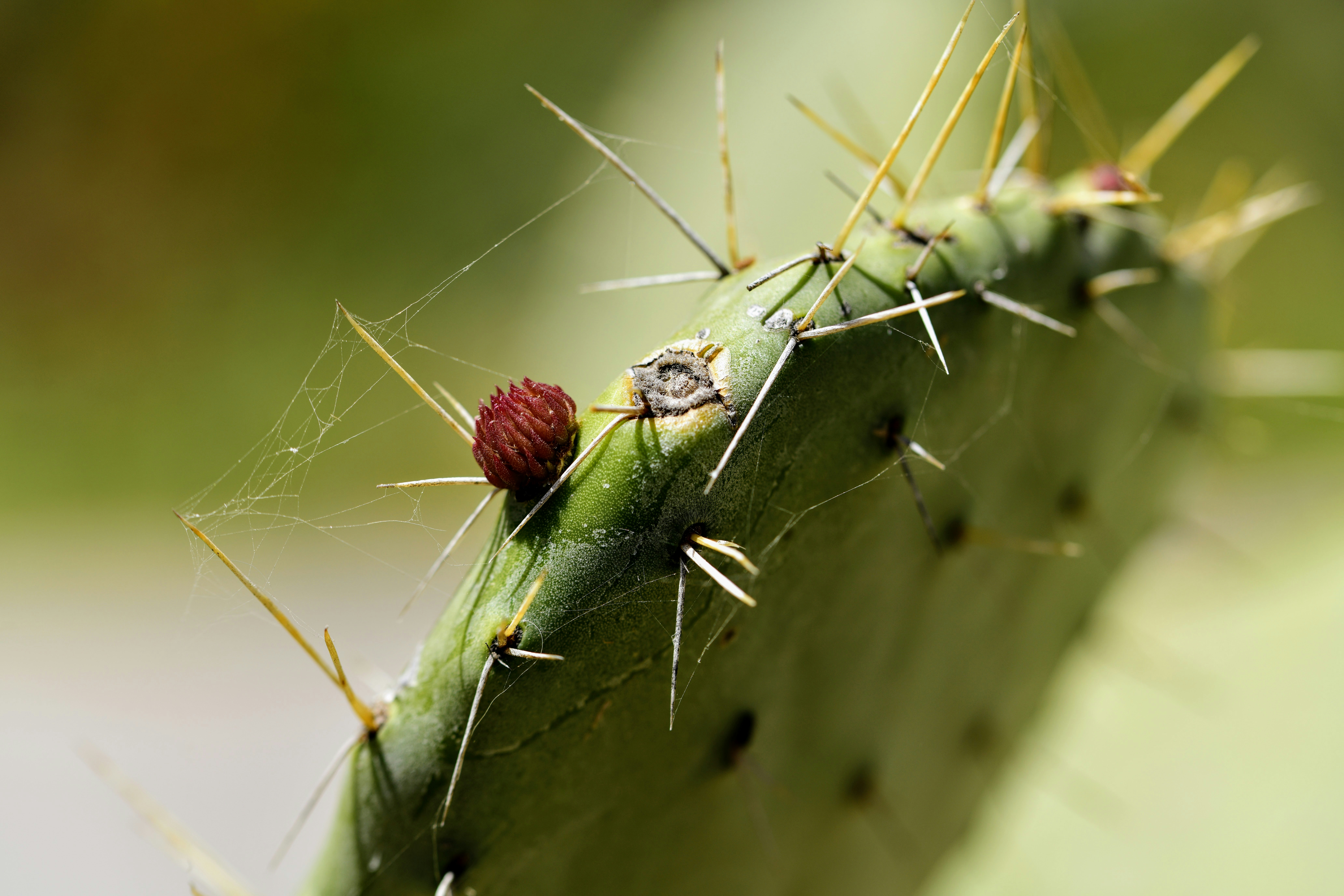 Close-up of a cactus pad adorned with a small spider and its web, showcasing the intricate details of desert life.