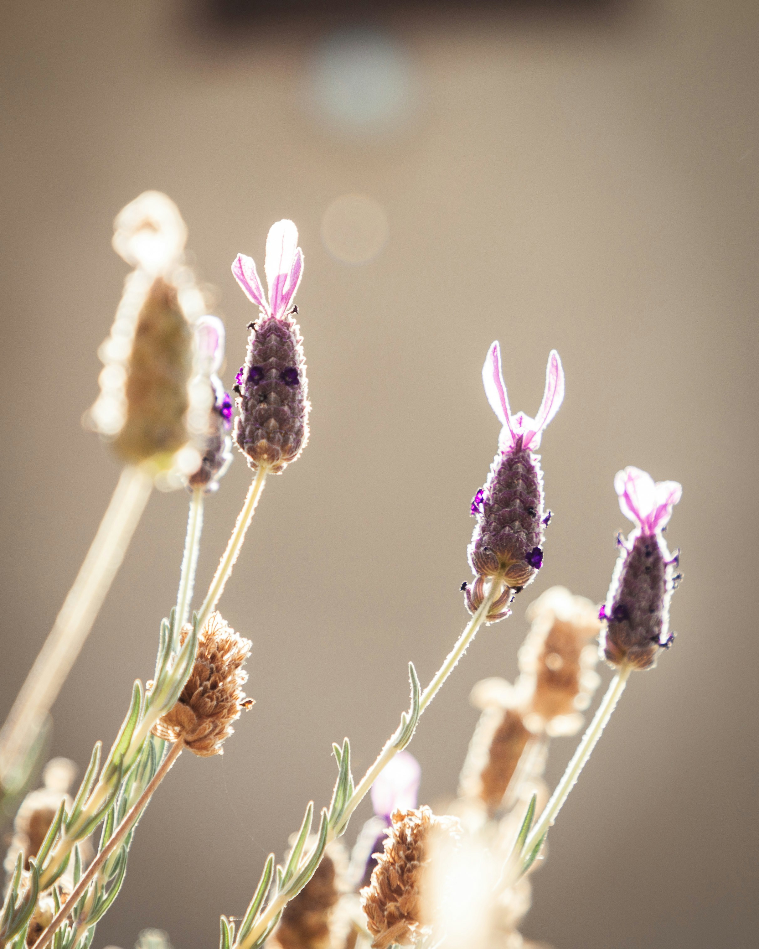 Soft夕 lavender stamen silhouettes against a sunlit bokeh